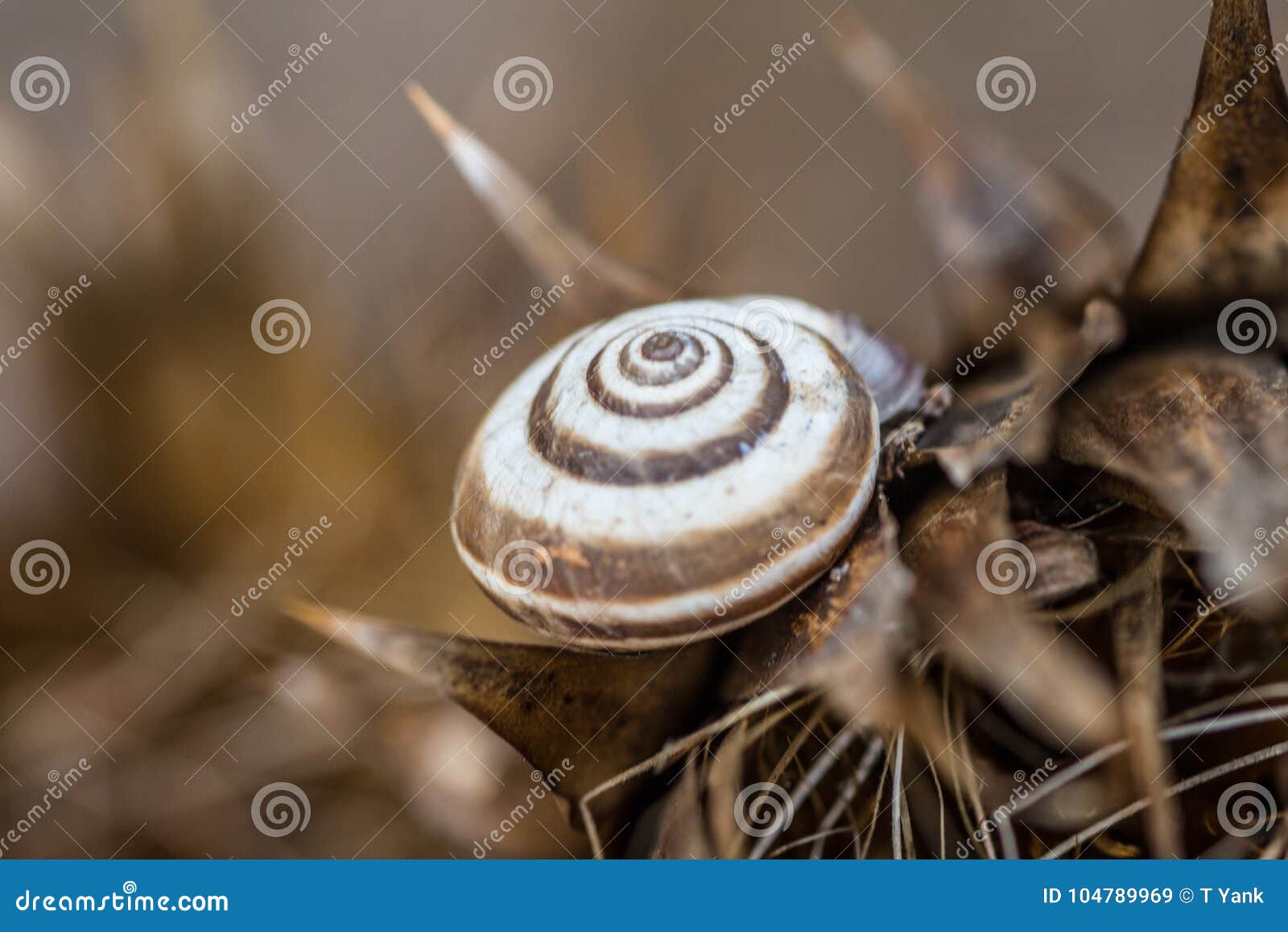 Primer De Snale Redondo En El árbol Imagen de archivo - Imagen de ...