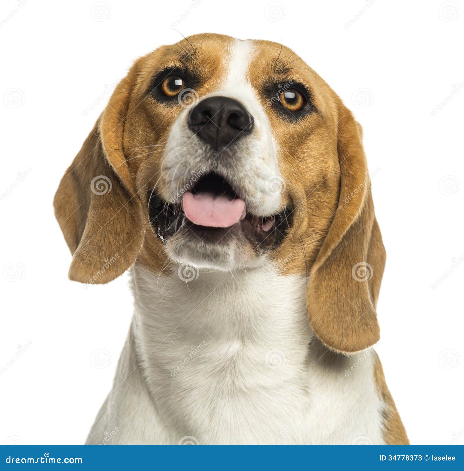 Primer De Un Beagle Que Jadea, Mirando Para Arriba, Aislado Imagen de ...