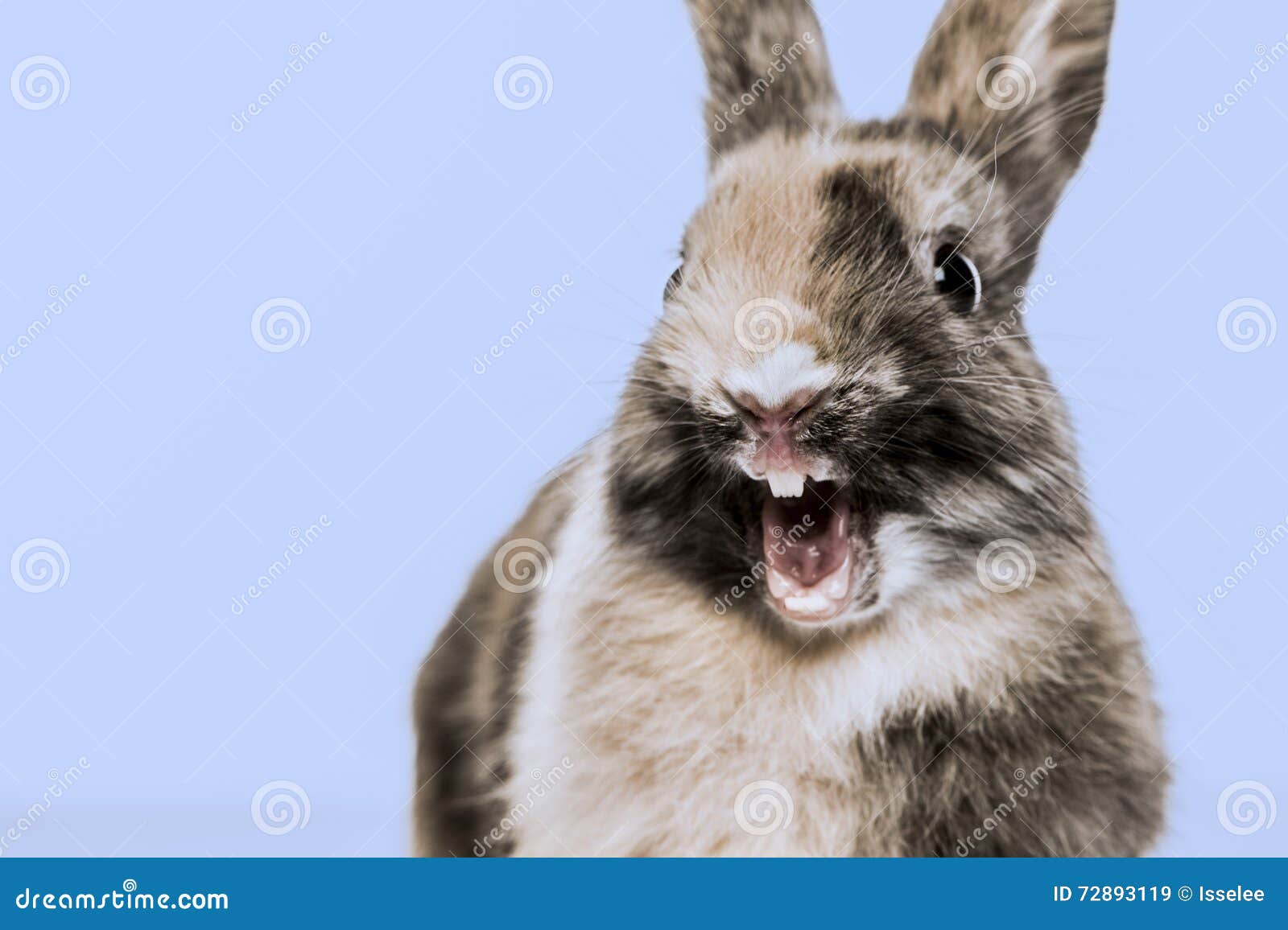 Primer De Un Conejo Divertido Imagen de archivo - Imagen de desafio ...
