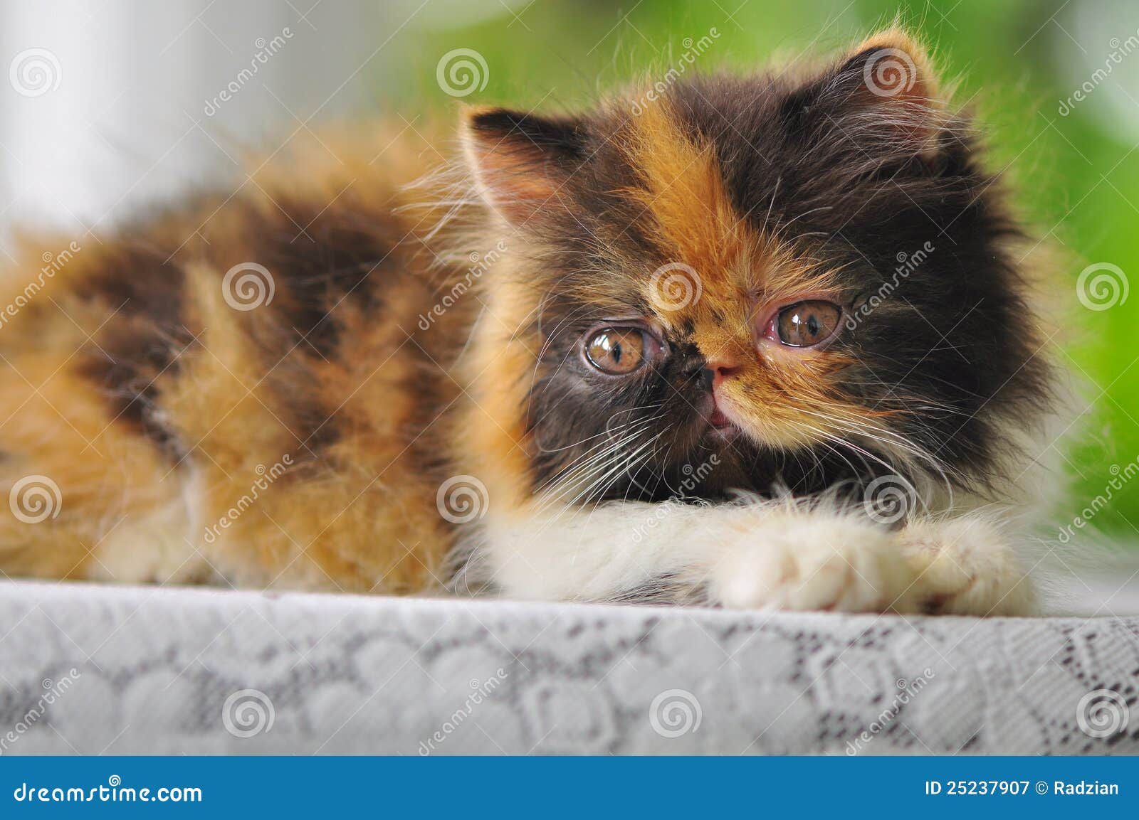 Primer de un gatito persa imagen de archivo. Imagen de exhalar - 25237907