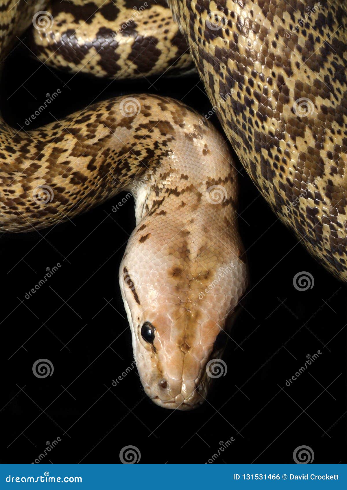 Primer De Un Granito Bermese Python Foto de archivo - Imagen de mirando ...