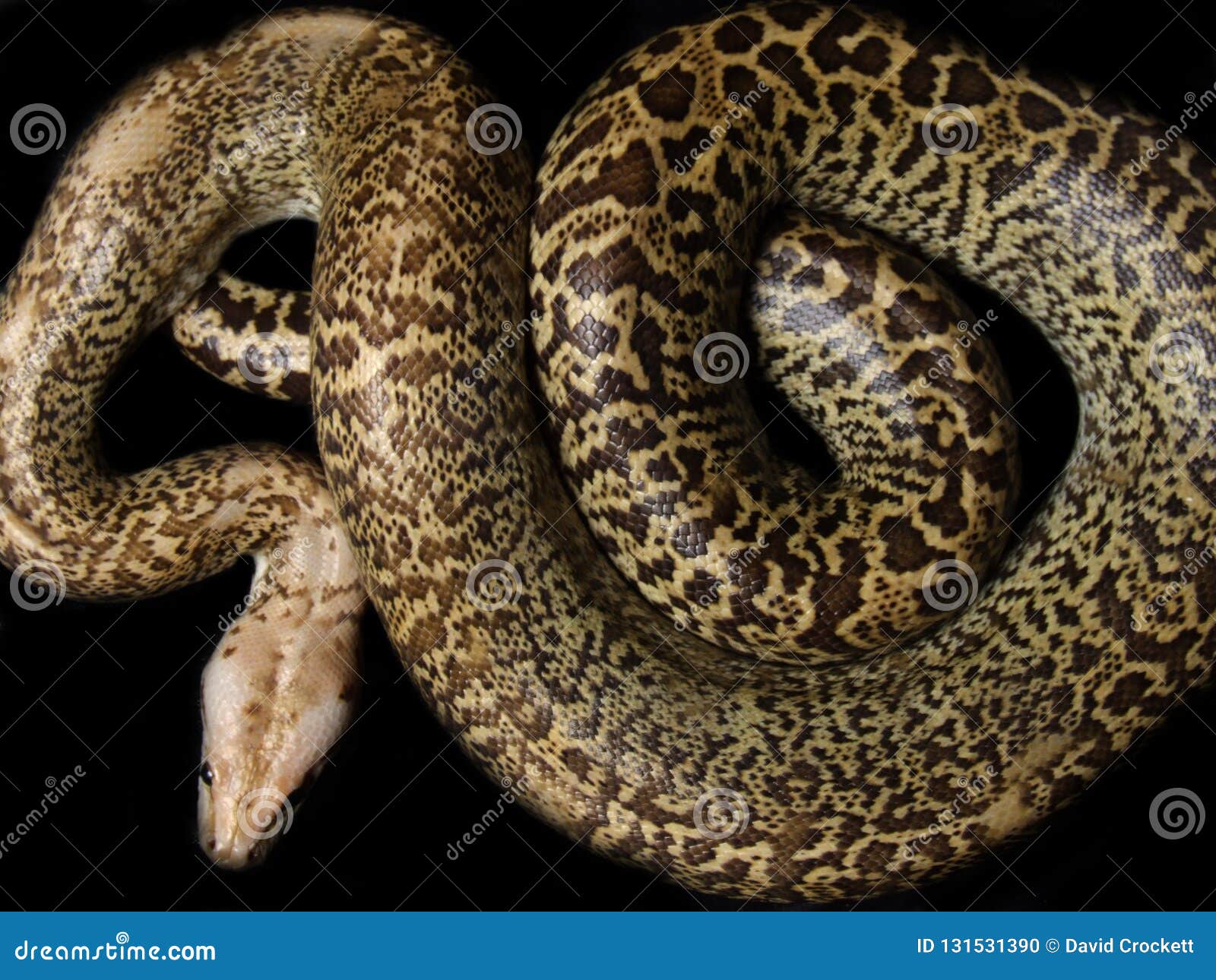 Primer De Un Granito En Espiral Bermese Python Foto de archivo - Imagen ...