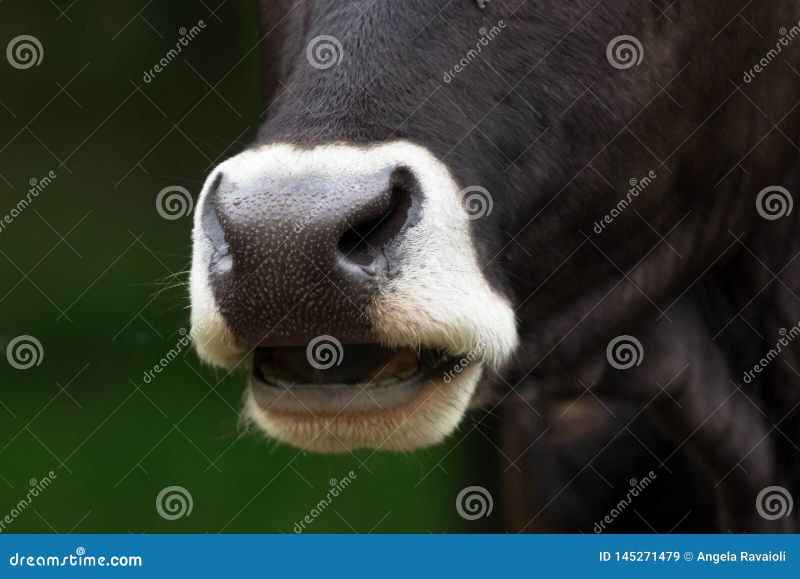 Primer De Un Hocico De La Vaca Imagen de archivo - Imagen de prado ...