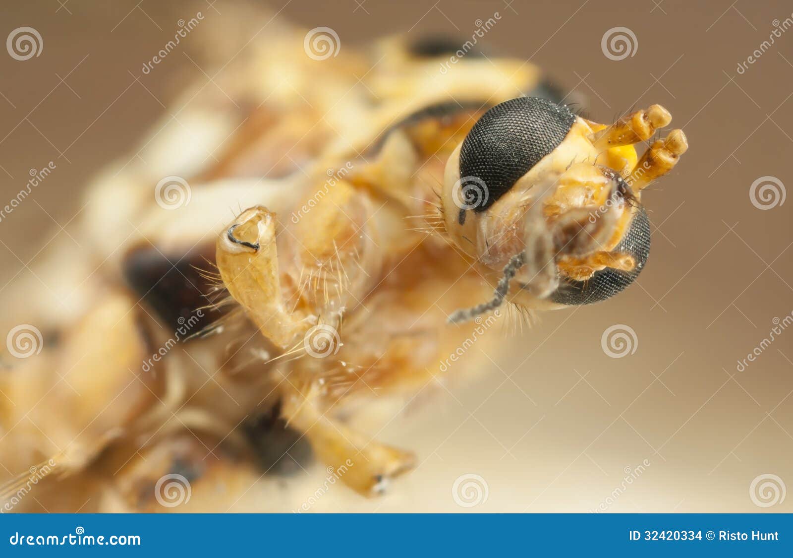 Primer De Una Cara Del Insecto Foto de archivo - Imagen de insecto ...