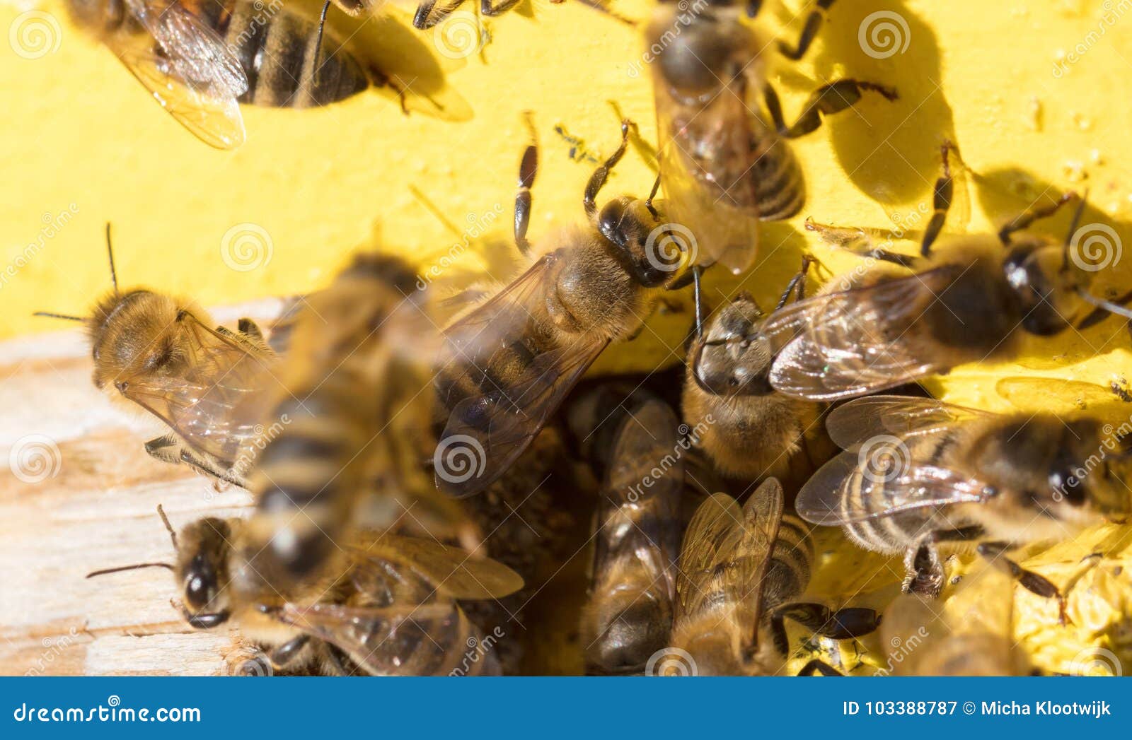 Primer de una colmena imagen de archivo. Imagen de cuadros - 103388787