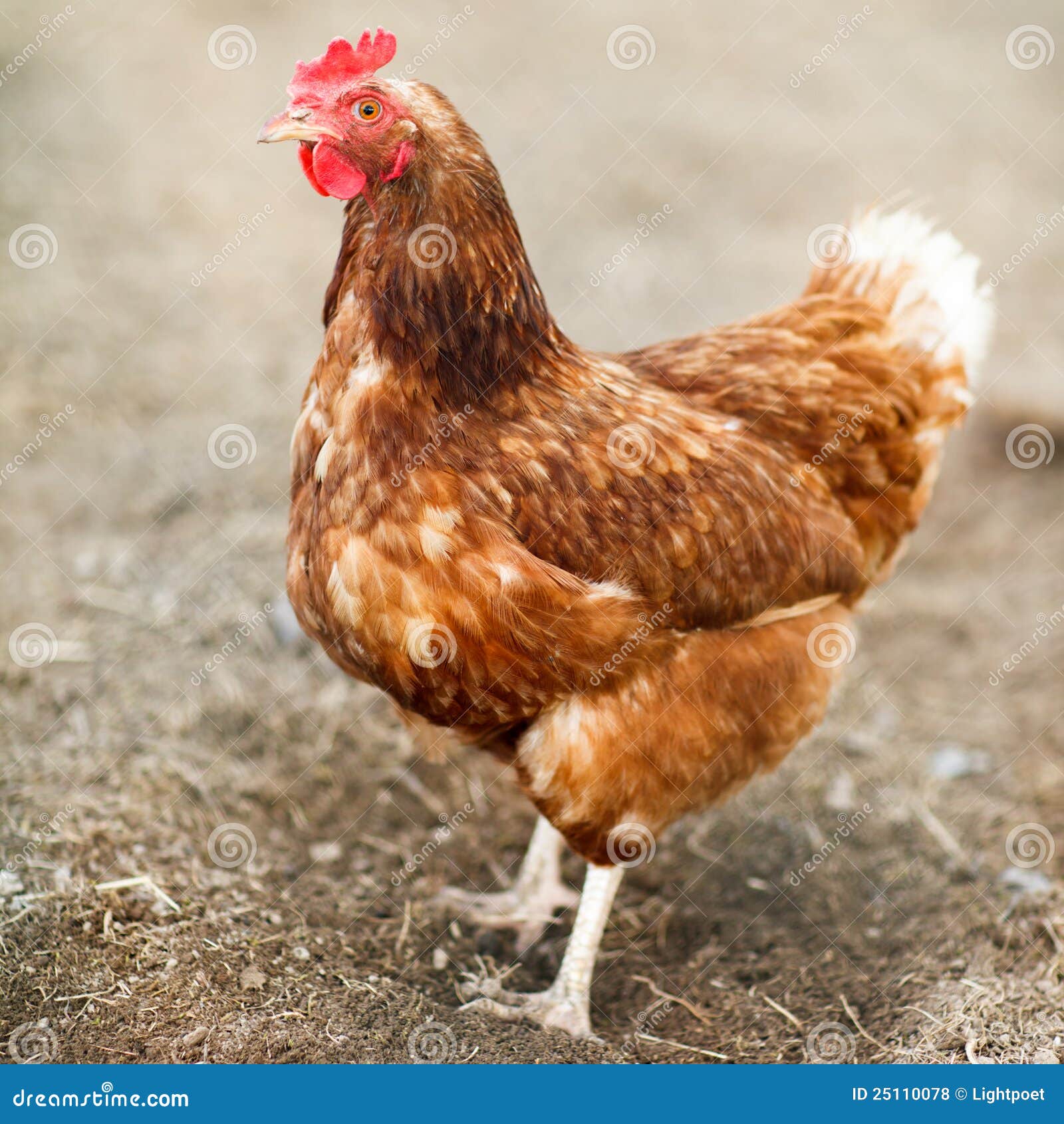 Primer De Una Gallina En Un Corral Foto de archivo - Imagen de ganado ...