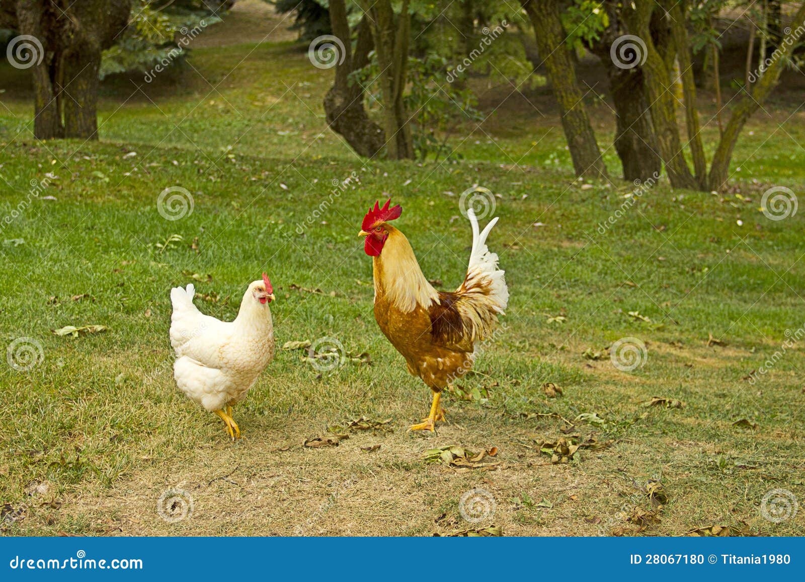 Primer De Una Gallina En Un Corral Foto de archivo - Imagen de huevo ...