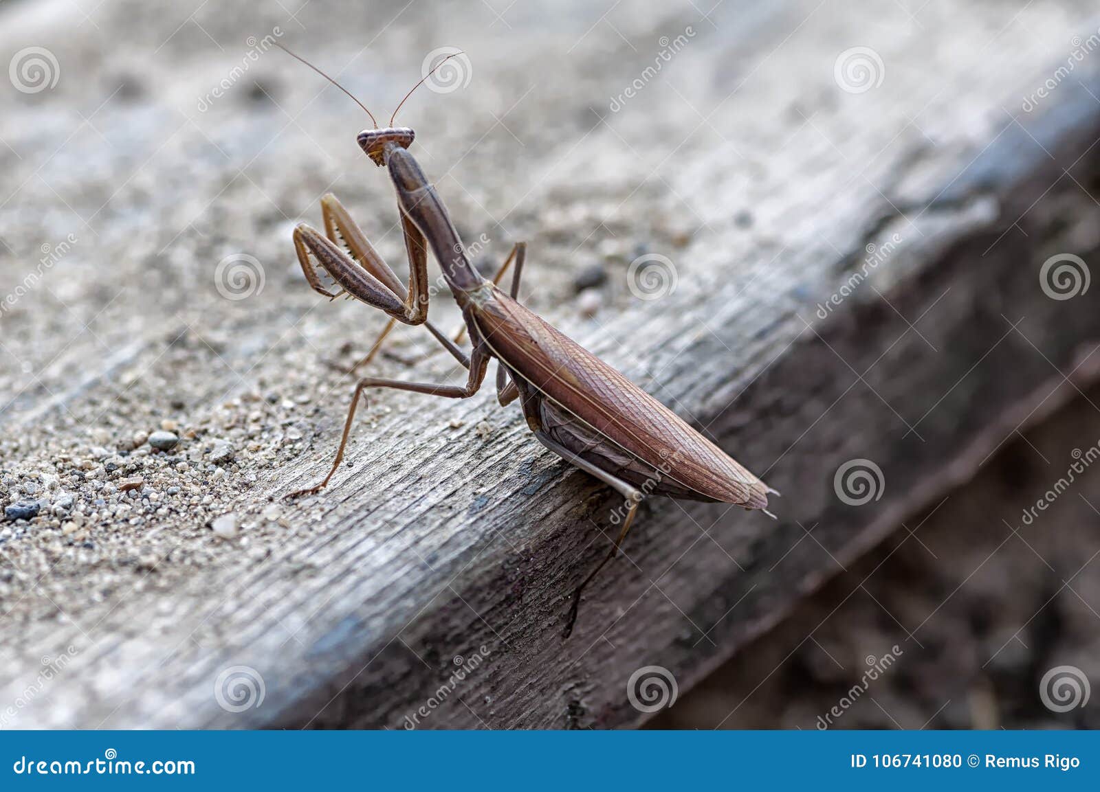 Primer De Una Mantis Religiosa Foto de archivo - Imagen de fauna, bicho ...