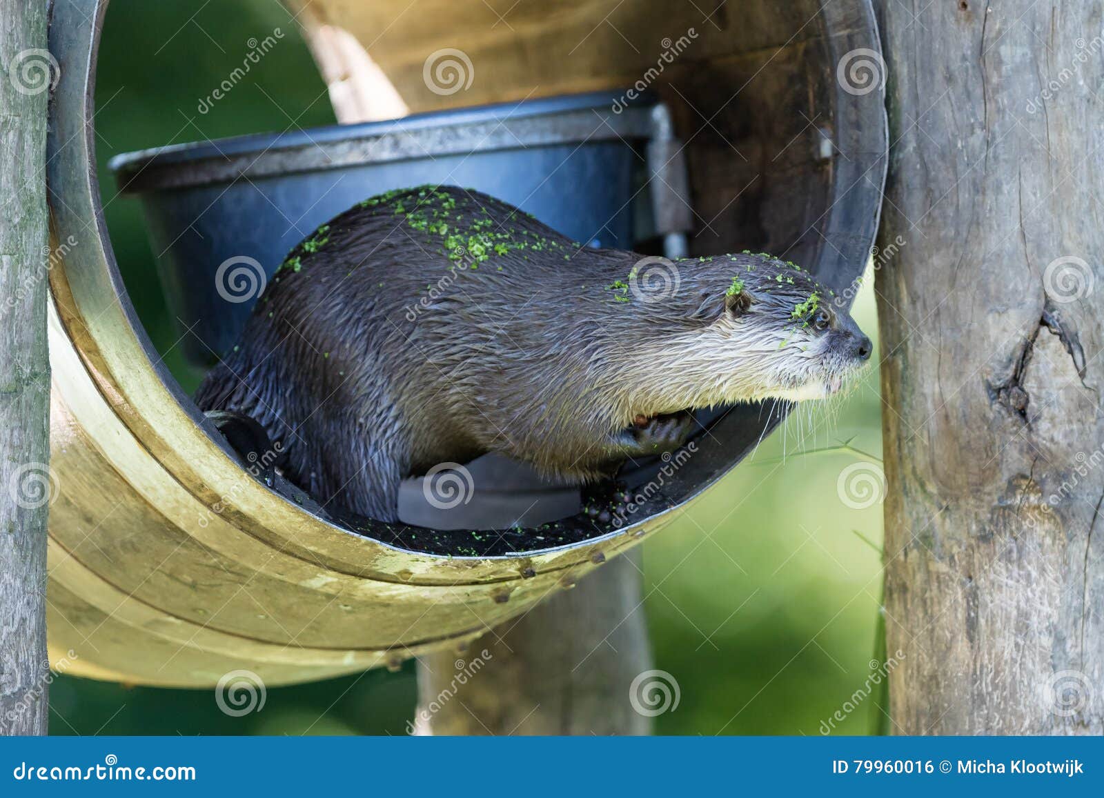 Primer De Una Nutria Que Come La Comida Especial Foto de archivo ...