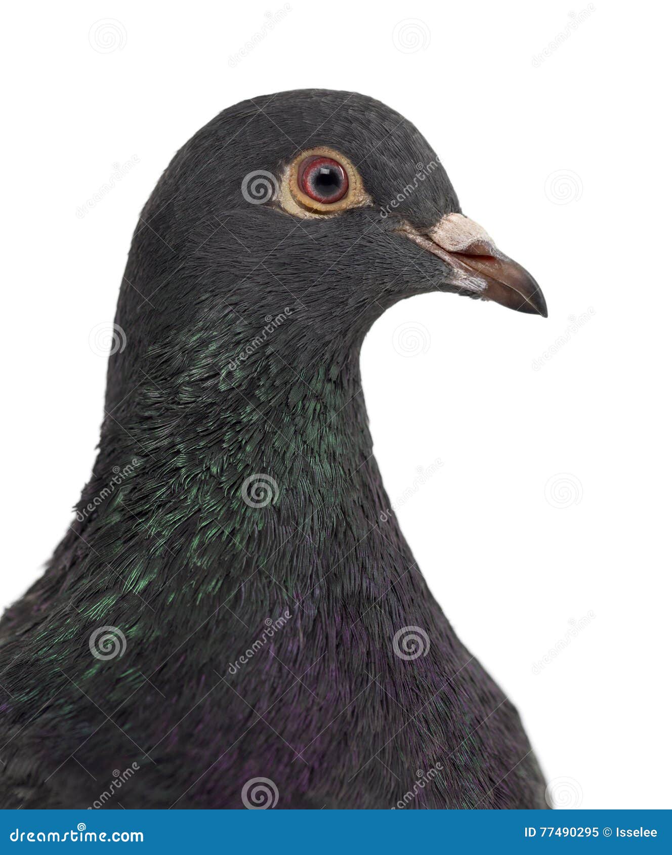 Primer De Una Paloma Aislada En Blanco Imagen de archivo - Imagen de ...