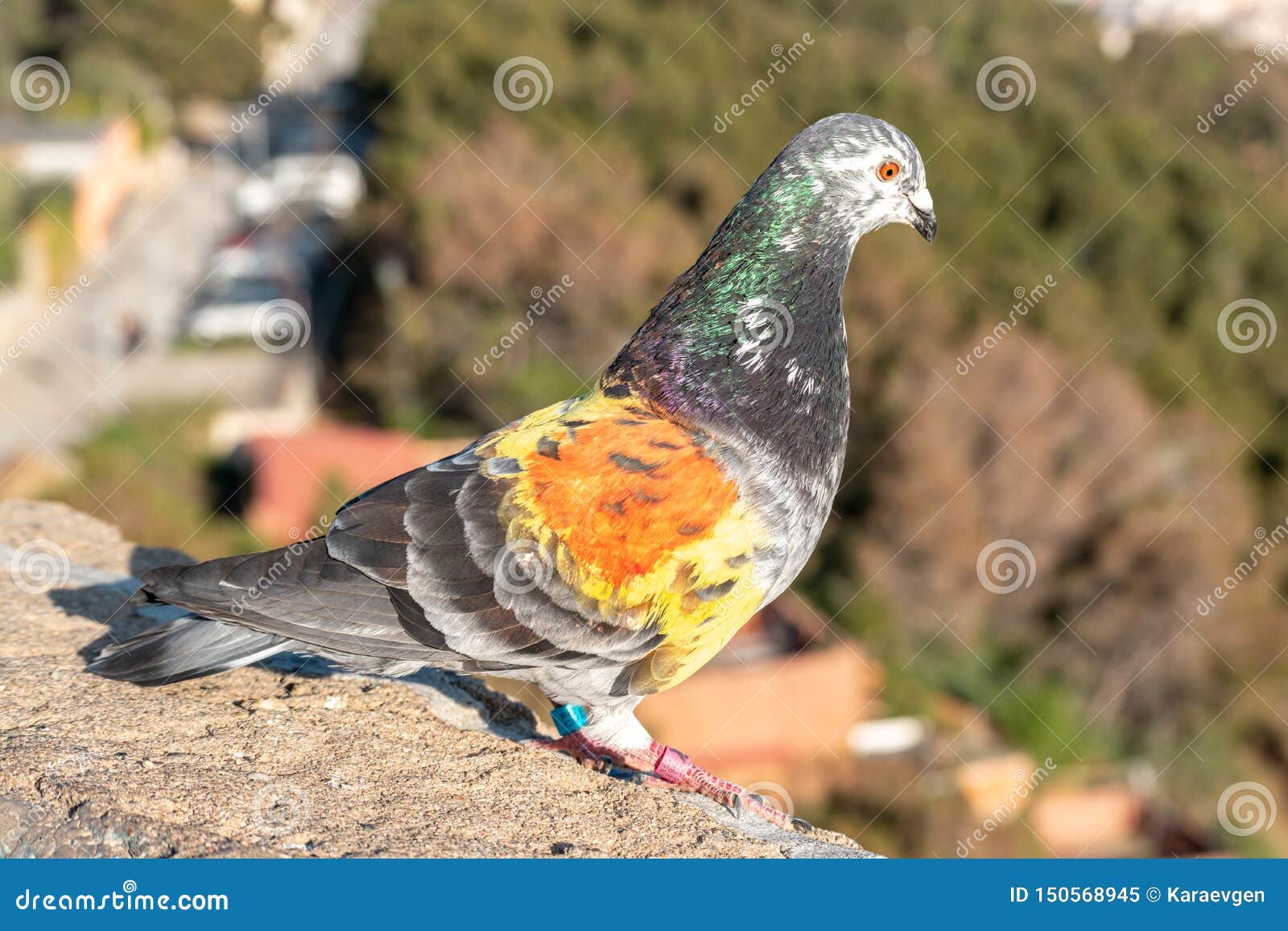 Primer De Una Paloma Colorida En El Parque Imagen de archivo - Imagen ...