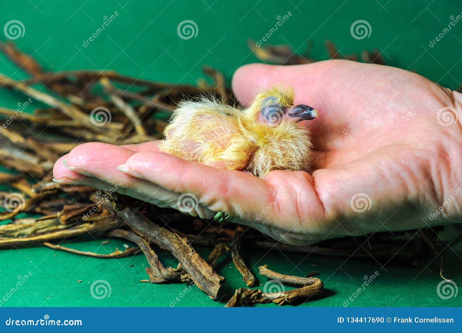 Primer De Una Paloma Del Bebé Foto de archivo - Imagen de hermoso ...
