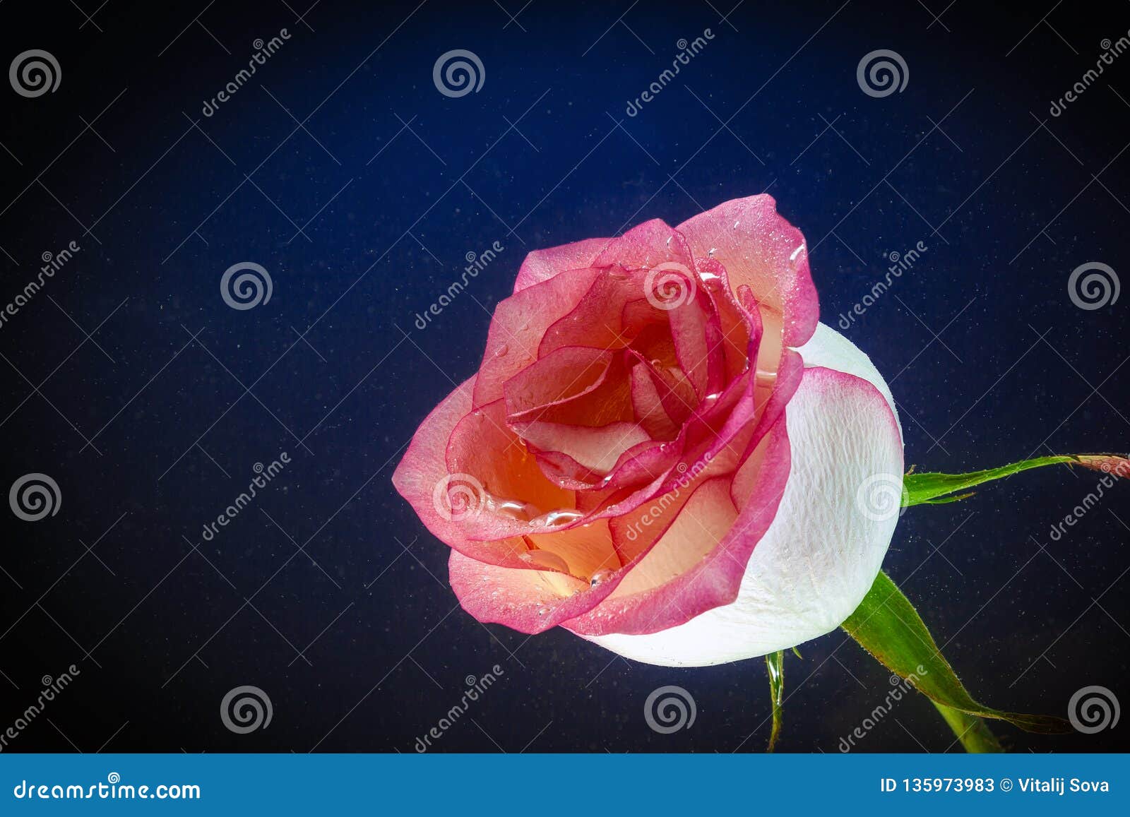 Primer De Una Rosa Rosada Fresca Imagen de archivo - Imagen de cubo ...