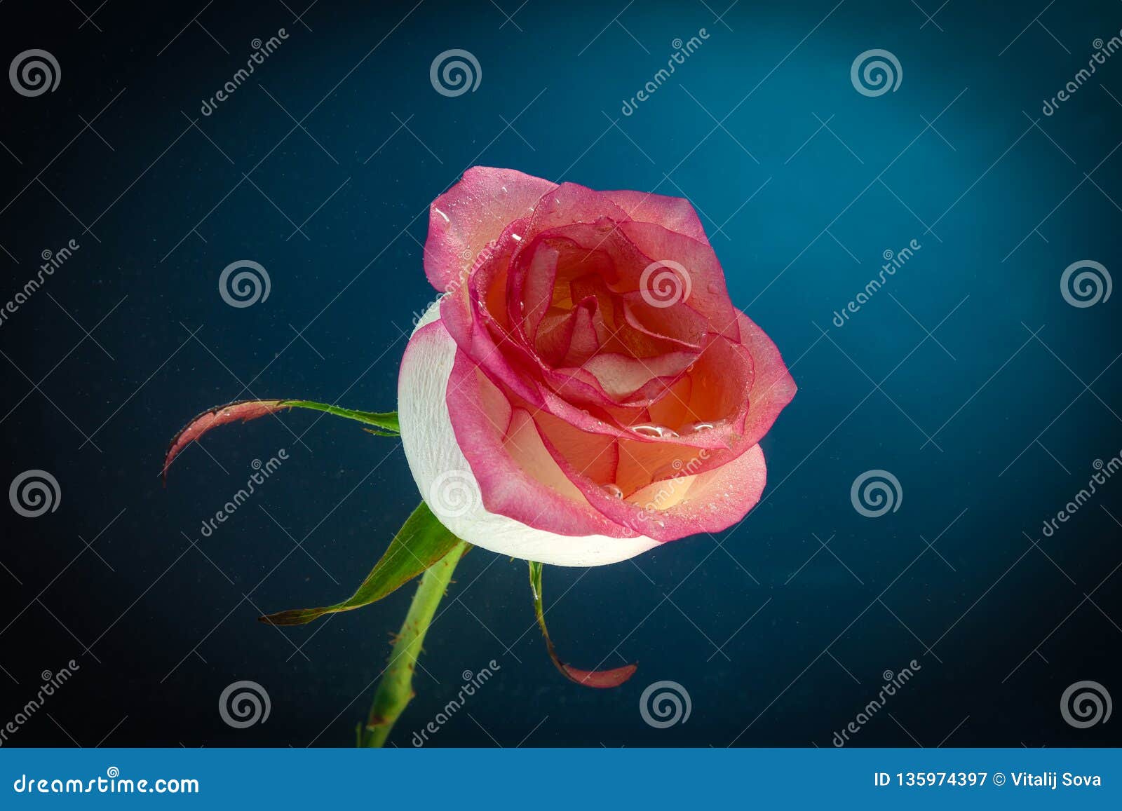 Primer De Una Rosa Rosada Fresca Imagen de archivo - Imagen de ...