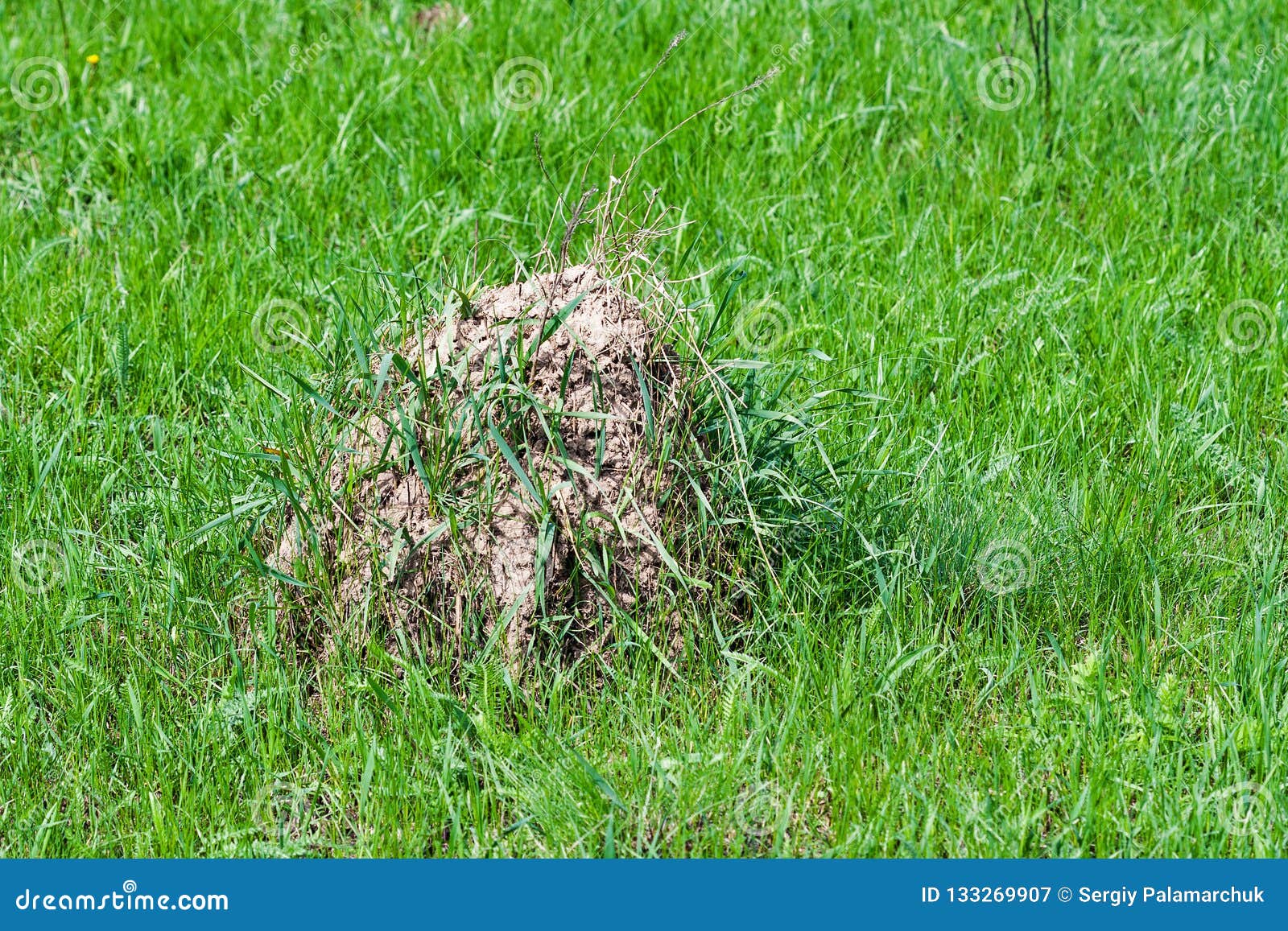 Primer De Una Topera En El Campo Imagen de archivo - Imagen de topo ...