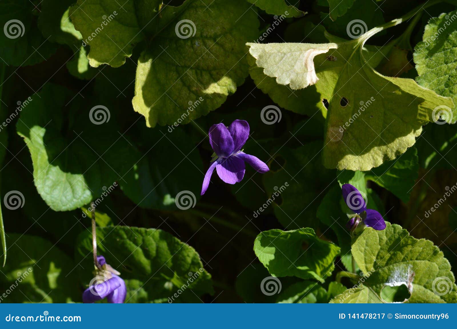 Primer De Viola Odorata, Violeta Dulce, Violeta De Madera Imagen de ...