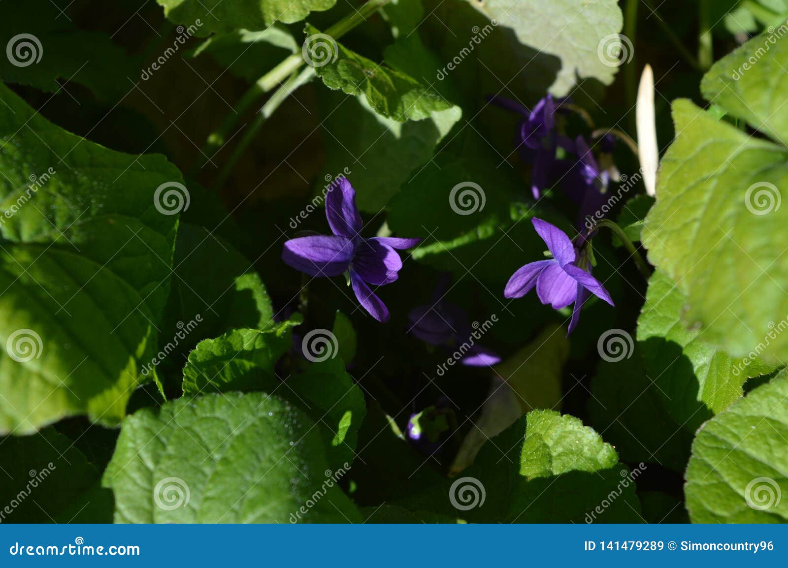 Primer De Viola Odorata, Violeta Dulce, Violeta De Madera Imagen de ...