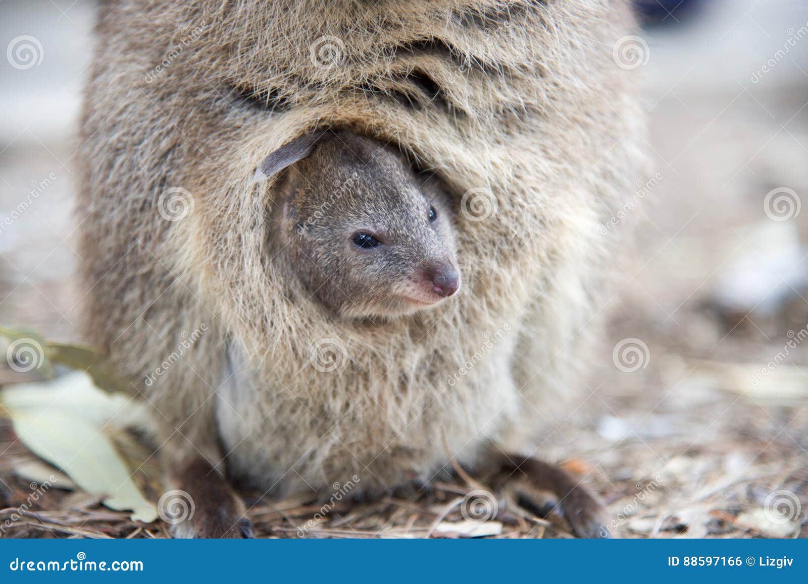 Primer del bebé Quokka foto de archivo. Imagen de primer - 88597166