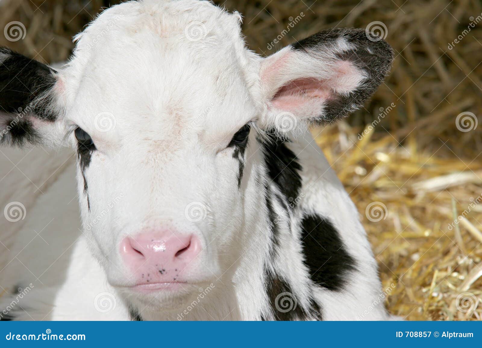 Primer del becerro imagen de archivo. Imagen de becerro - 708857