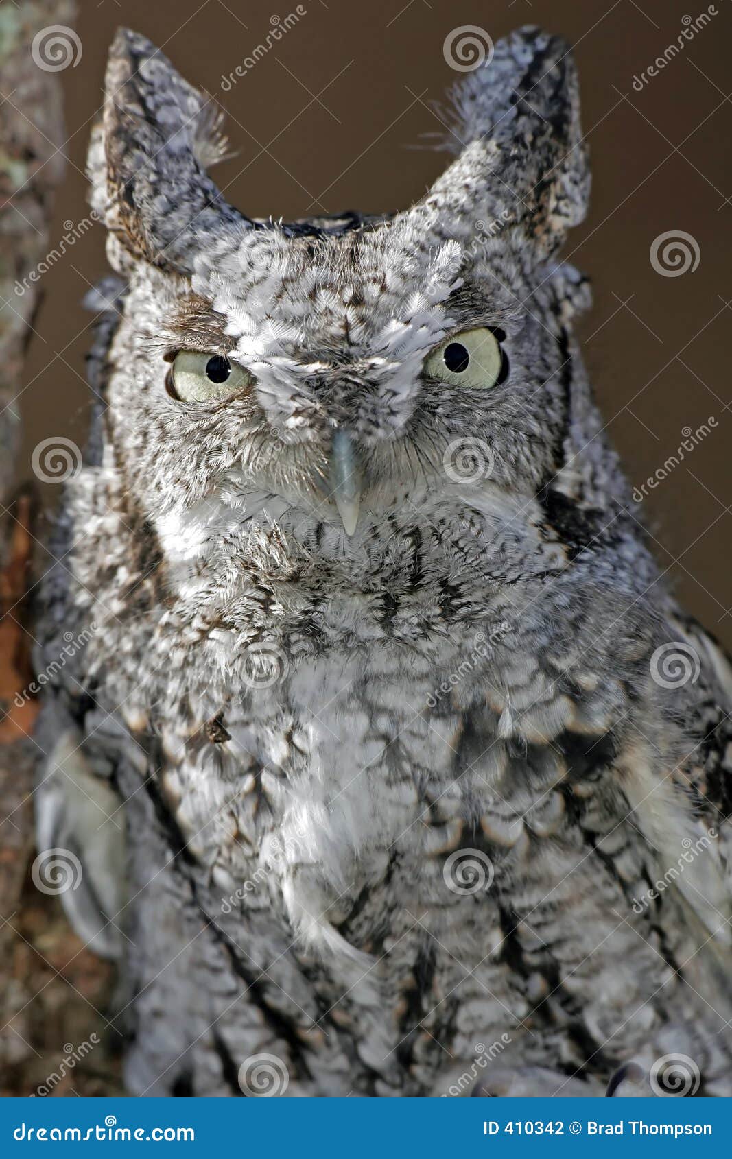 Primer Del Buho De Chillido (blanco Y Negro) Foto de archivo - Imagen ...