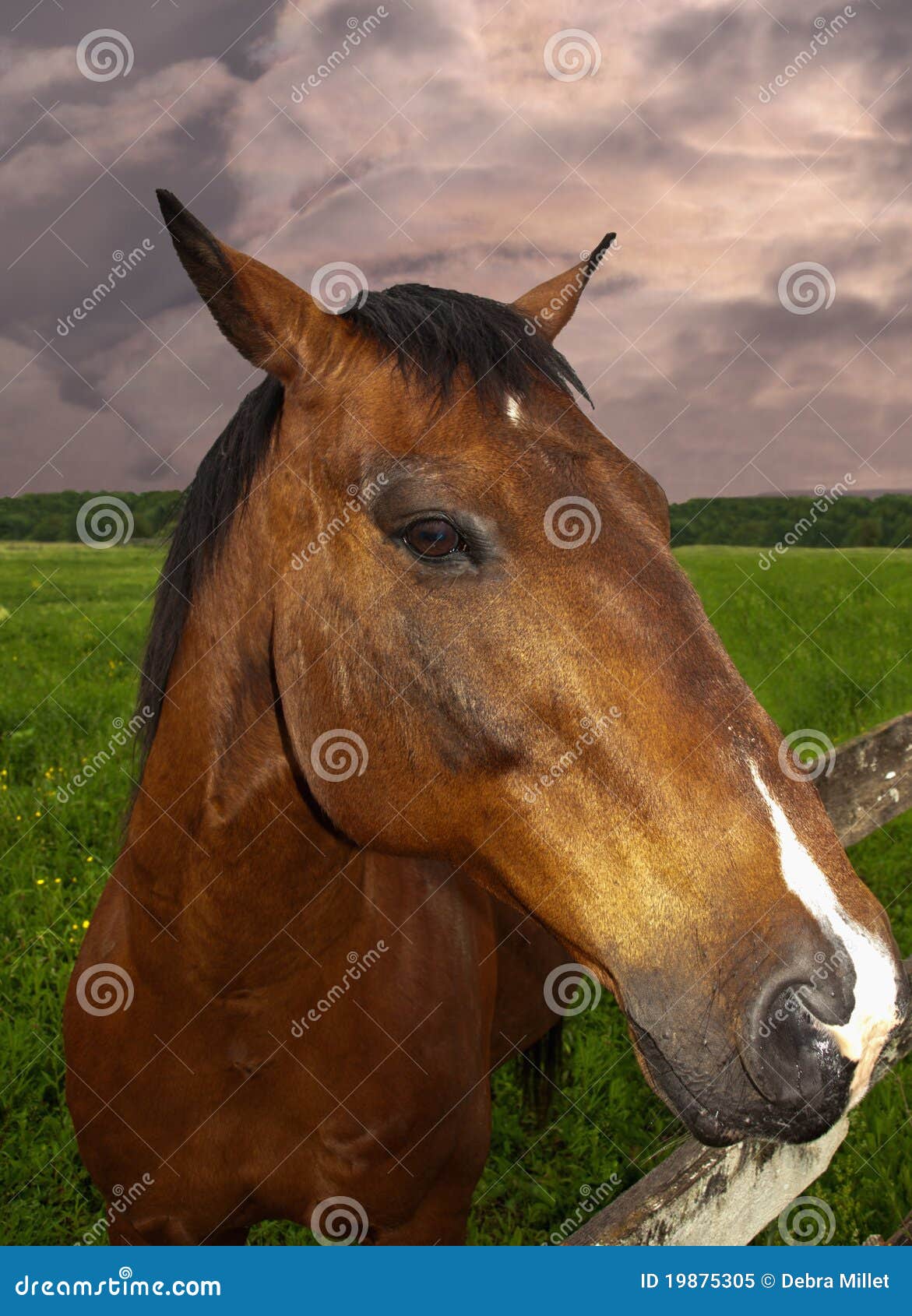 Primer del caballo imagen de archivo. Imagen de amplio - 19875305