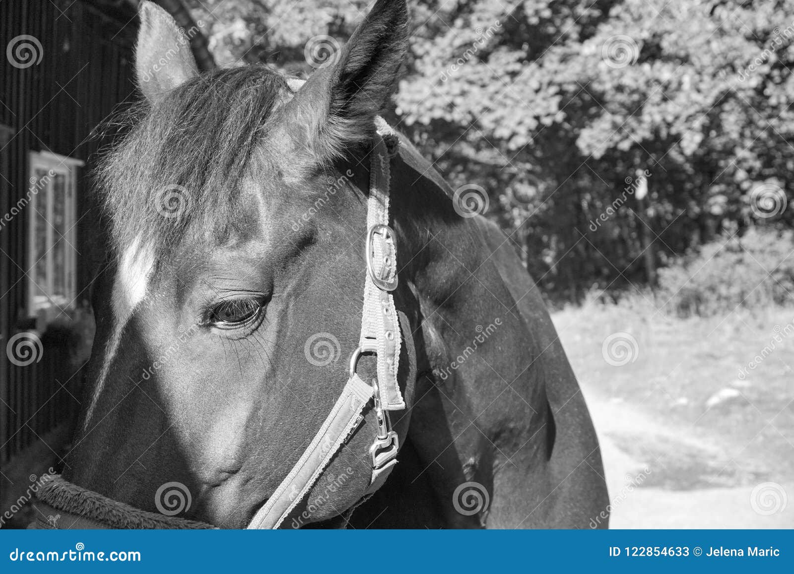 Primer Del Caballo Blanco Y Negro Imagen de archivo - Imagen de pureza ...