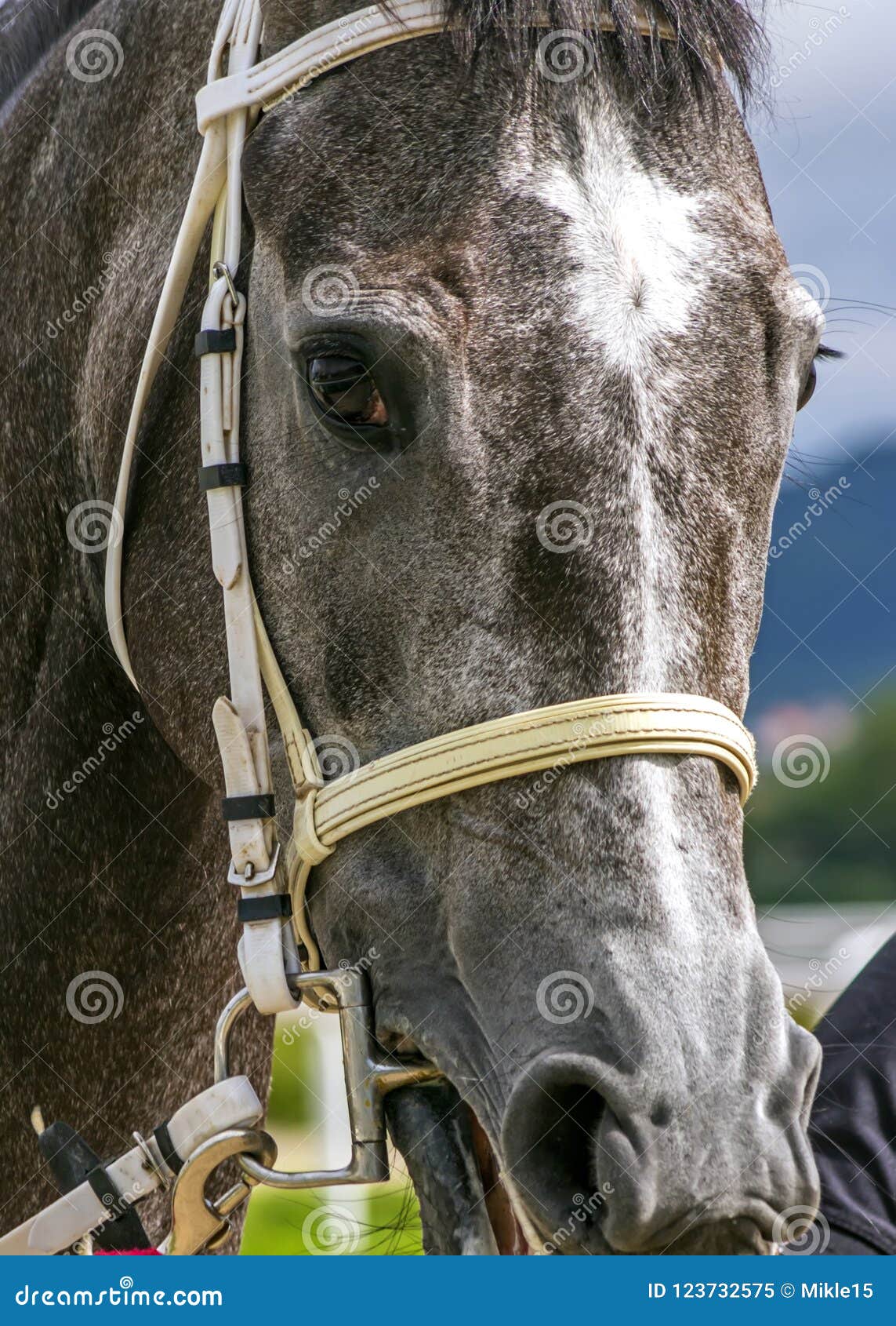 Primer del caballo gris imagen de archivo. Imagen de animales - 123732575