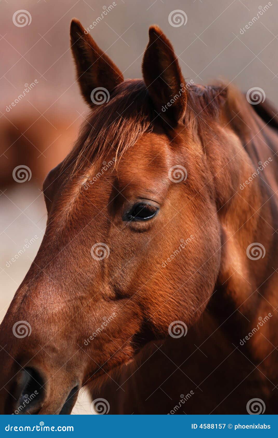 Primer del caballo hermoso imagen de archivo. Imagen de ecuestre - 4588157