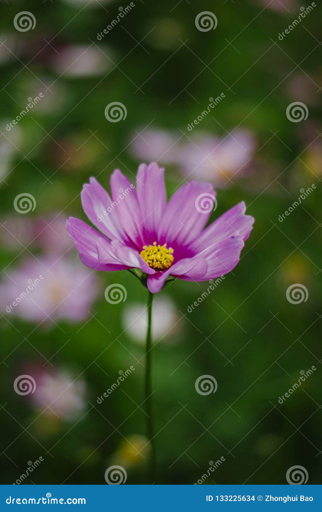 Primer del Calliopsis foto de archivo. Imagen de wallpaper - 133225634