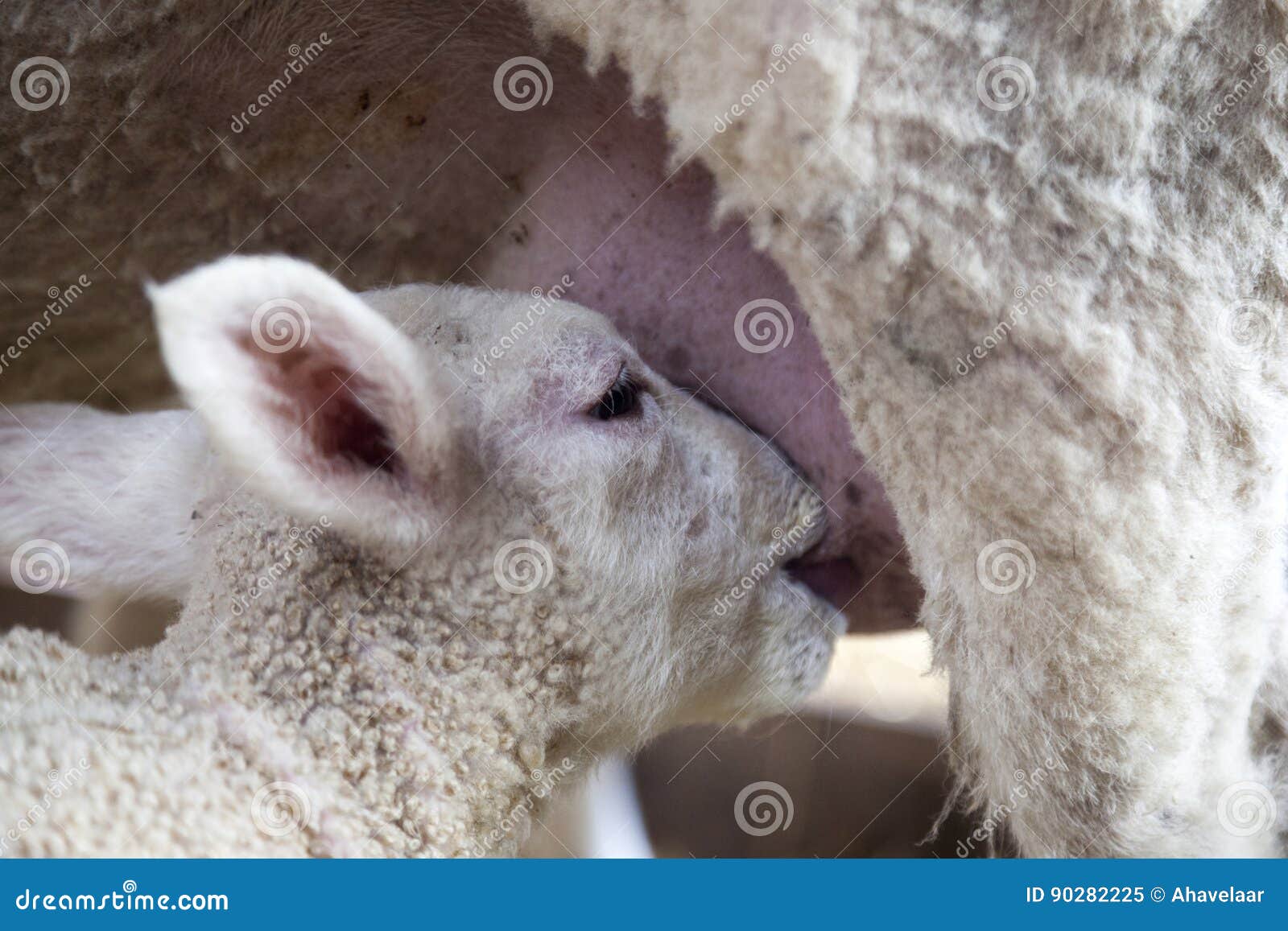 Primer Del Cordero Que Bebe De Oveja Imagen de archivo - Imagen de ...