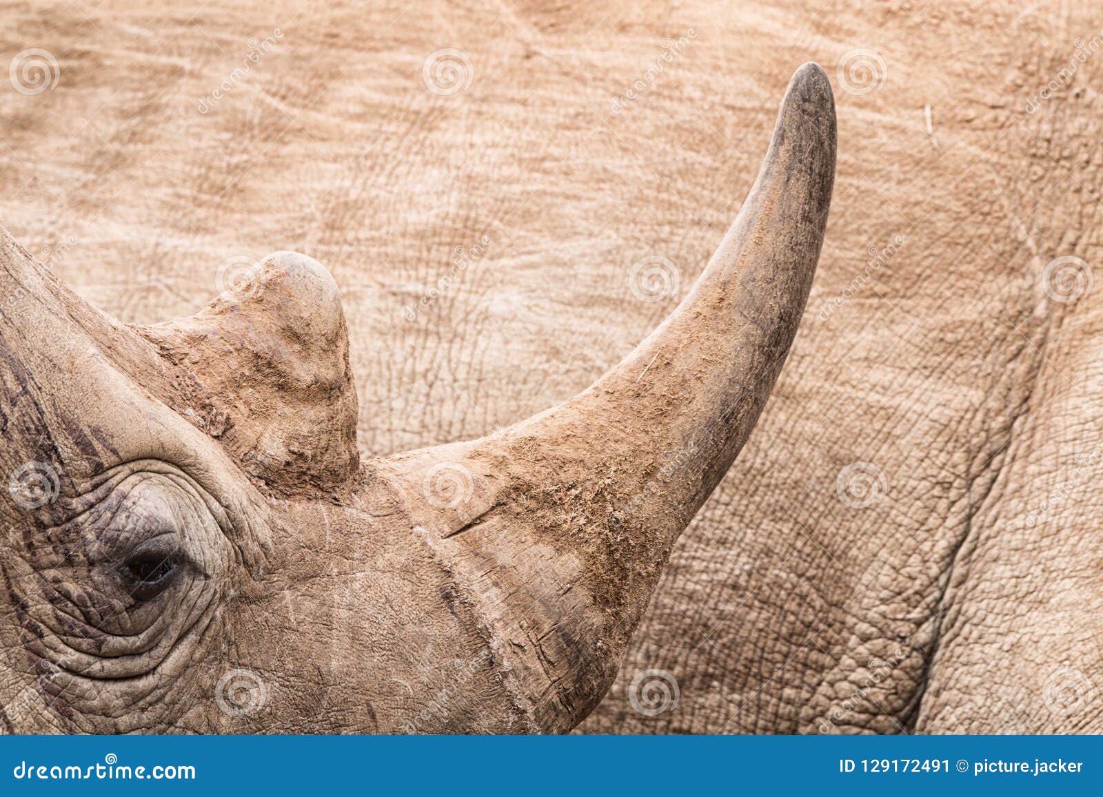 Primer Del Cuerno Del Rinoceronte Imagen de archivo - Imagen de claxon ...