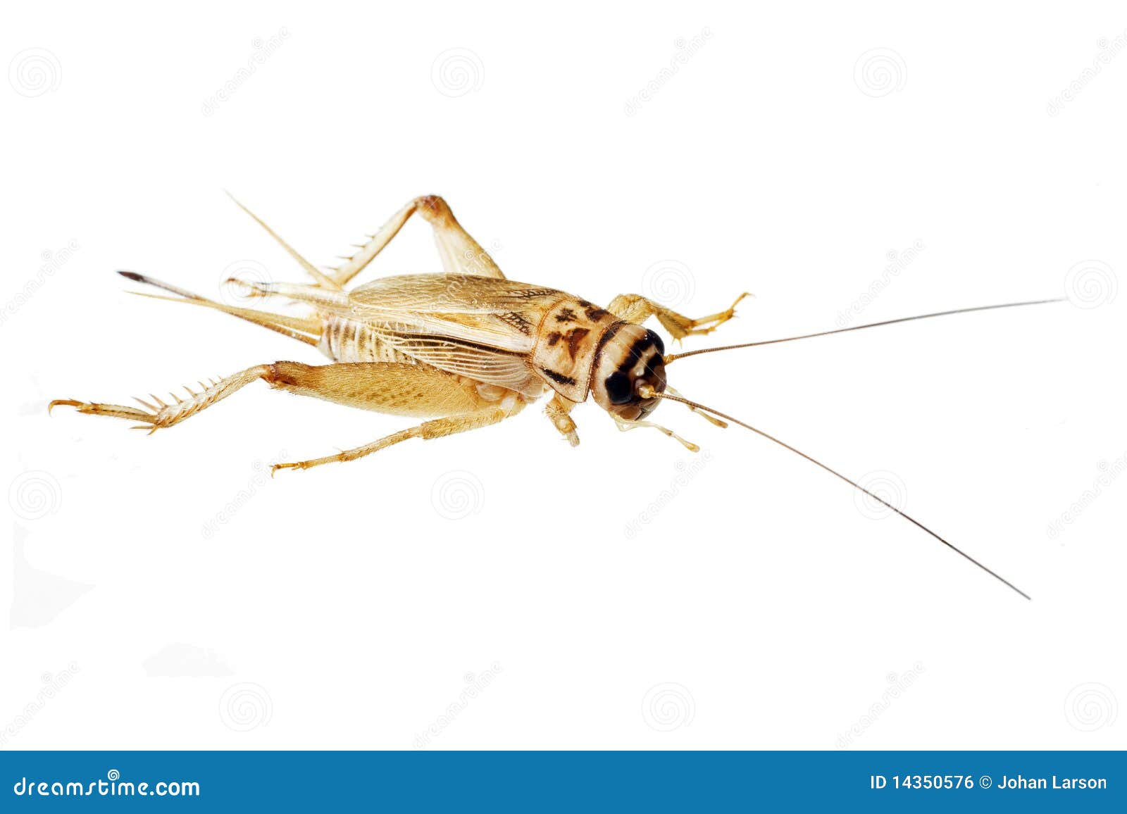 Primer Del Grillo Aislado Sobre Blanco Foto de archivo - Imagen de ...