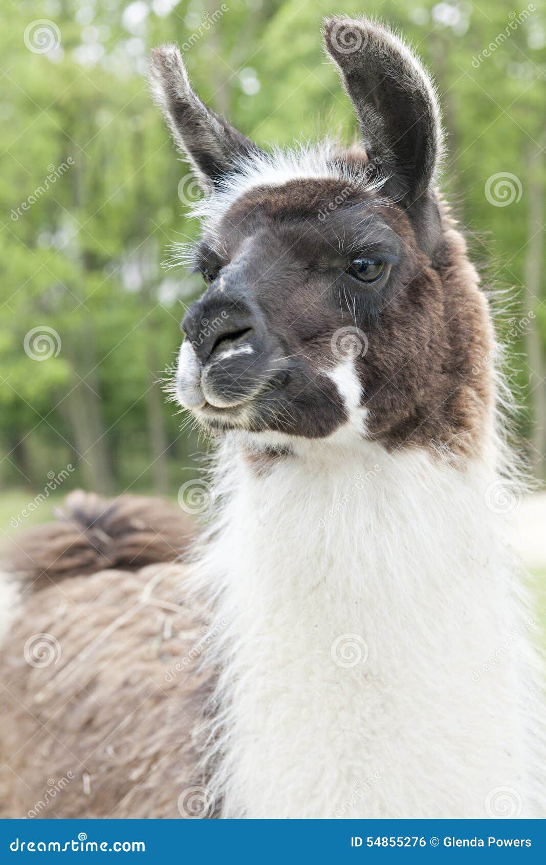 Primer del lama foto de archivo. Imagen de exterior, verde - 54855276