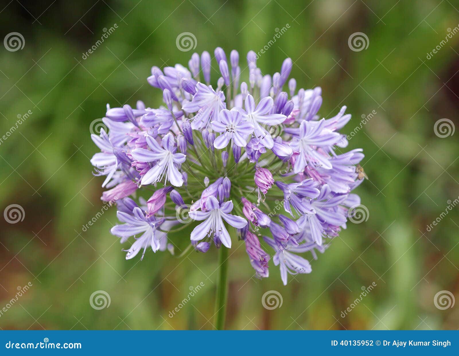 Primer Del Lirio De La Flor Del Nilo Foto de archivo - Imagen de cubo ...