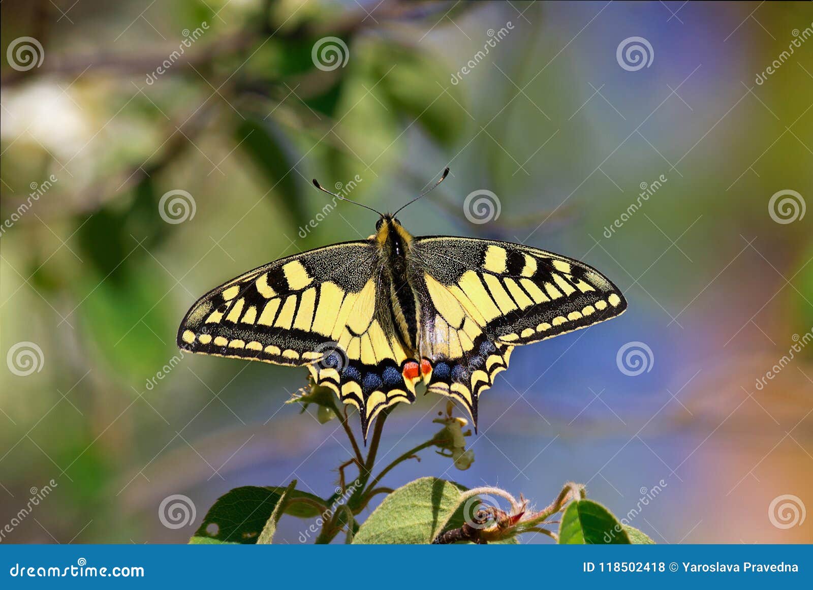 Primer Del Mahaon De La Mariposa Foto de archivo - Imagen de azul ...