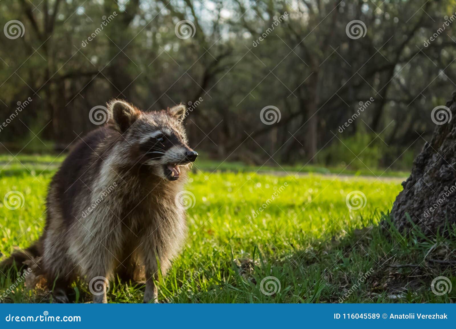 Primer Del Mapache Joven Salvaje Imagen de archivo - Imagen de norte ...