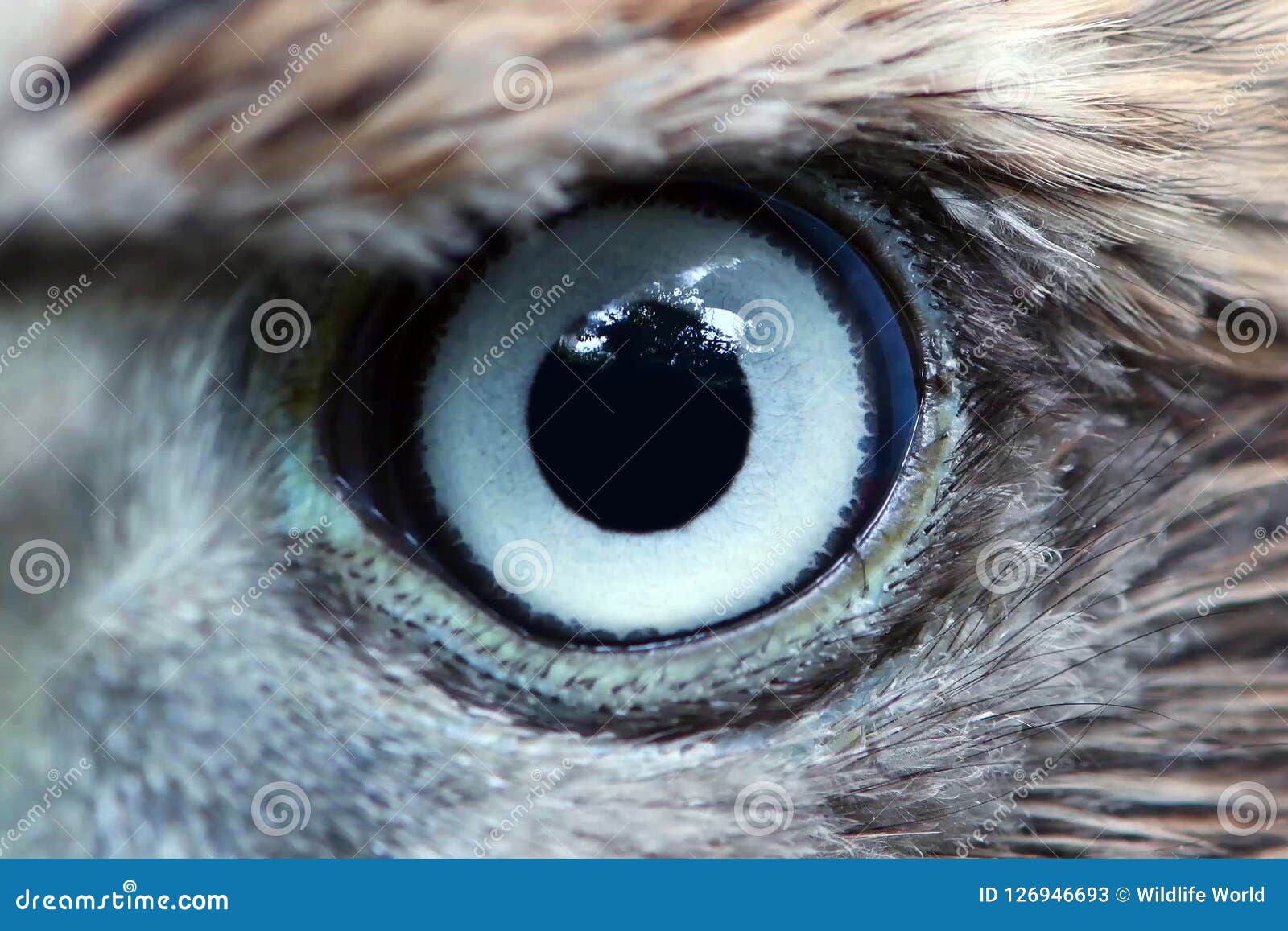 Primer Del Ojo De Eagle, Macro, Ojo De Los Gentilis Jovenes Del ...