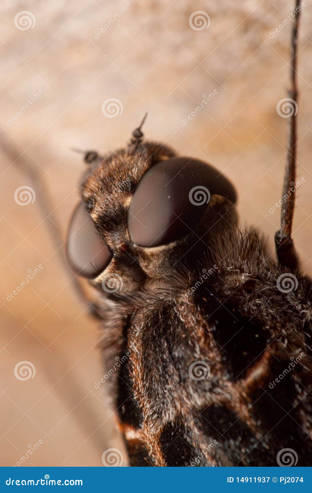 Primer del ojo de la mosca imagen de archivo. Imagen de animal - 14911937