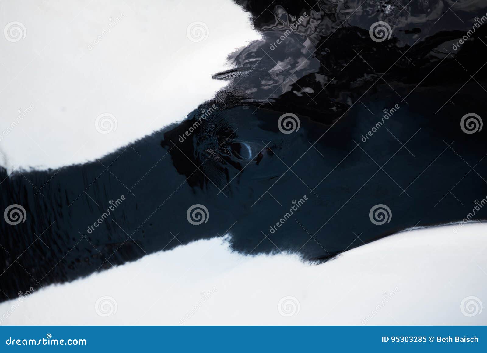 Primer Del Ojo De La Orca De La Orca Imagen de archivo - Imagen de ...