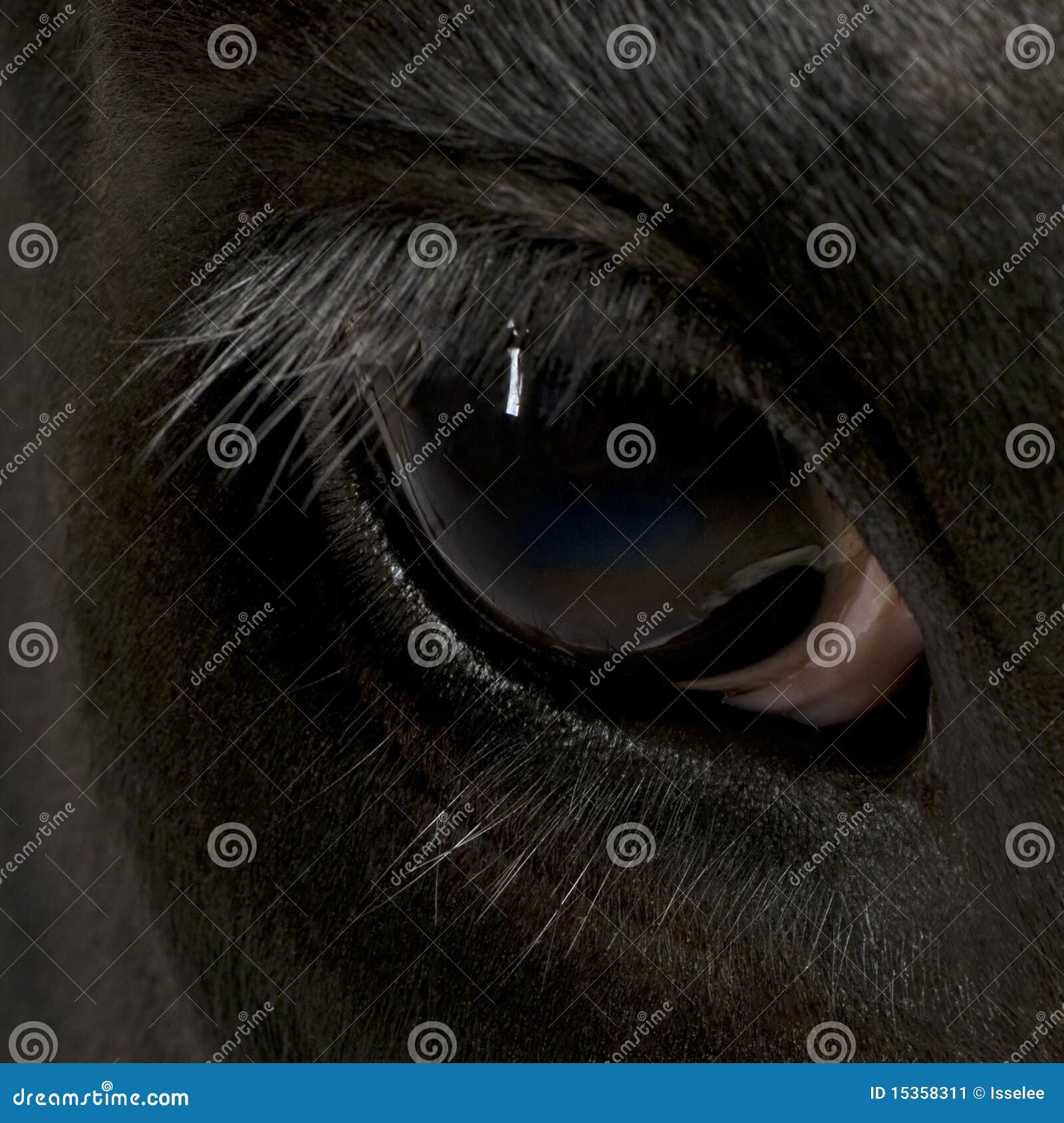 Primer Del Ojo De La Vaca De Holstein Imagen de archivo - Imagen de ...