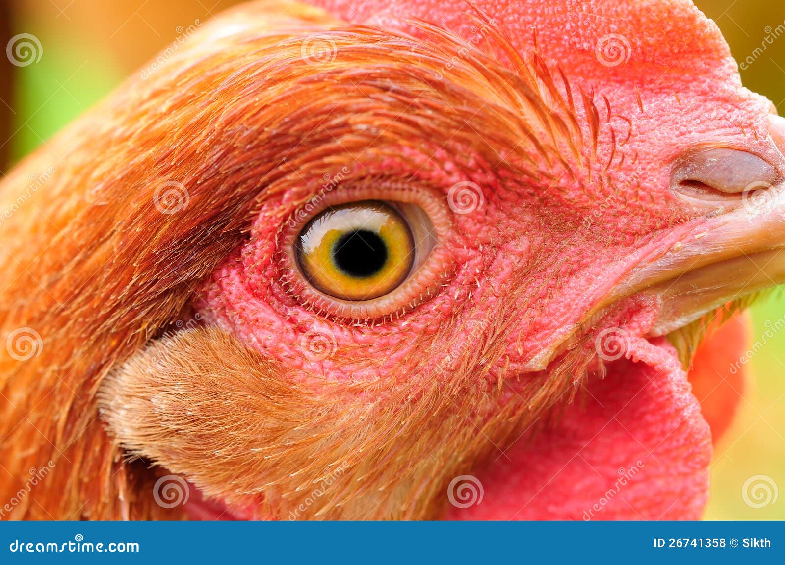 Primer del ojo del pollo foto de archivo. Imagen de vivo - 26741358