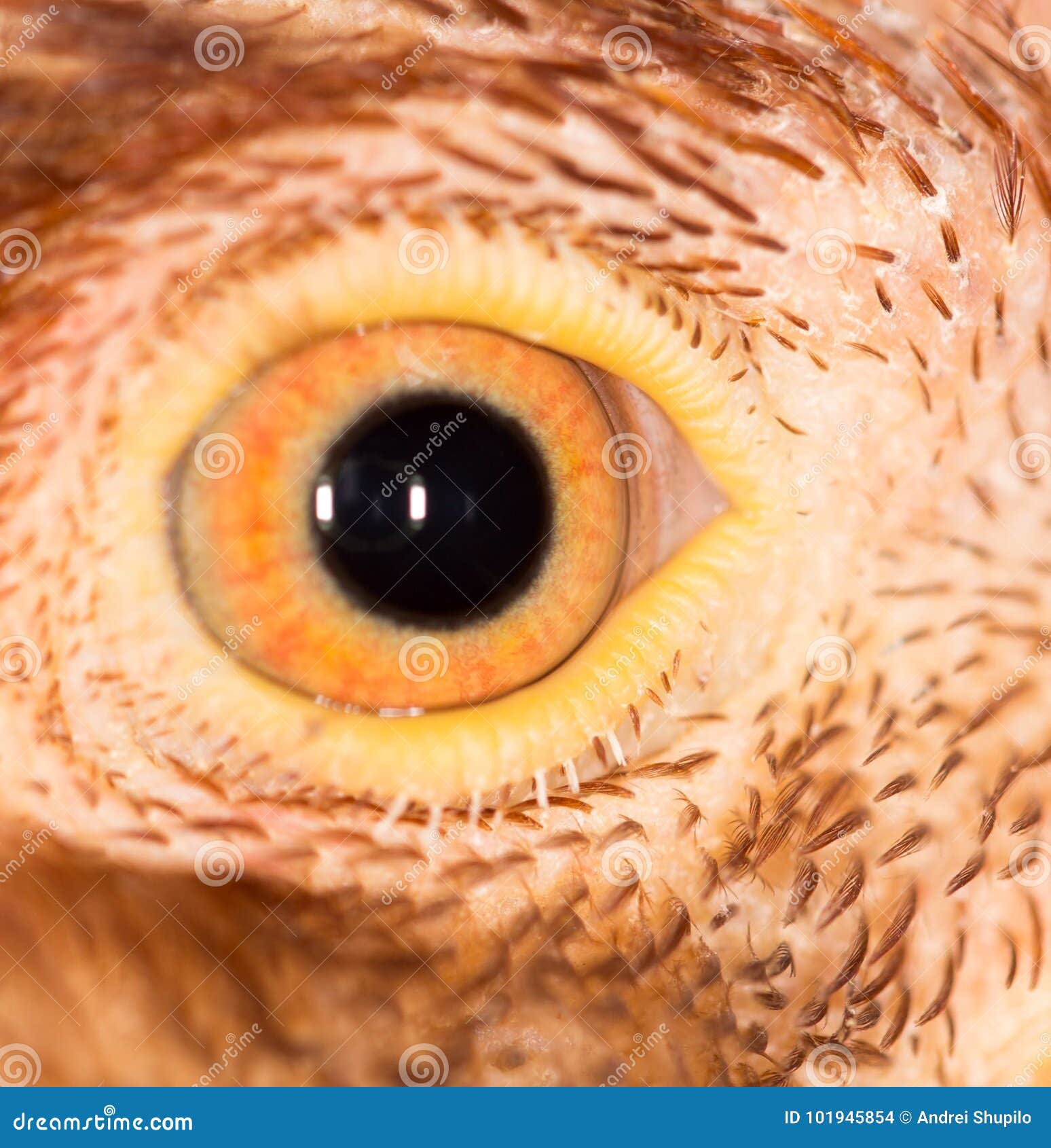 Primer del ojo del pollo foto de archivo. Imagen de fauna - 101945854