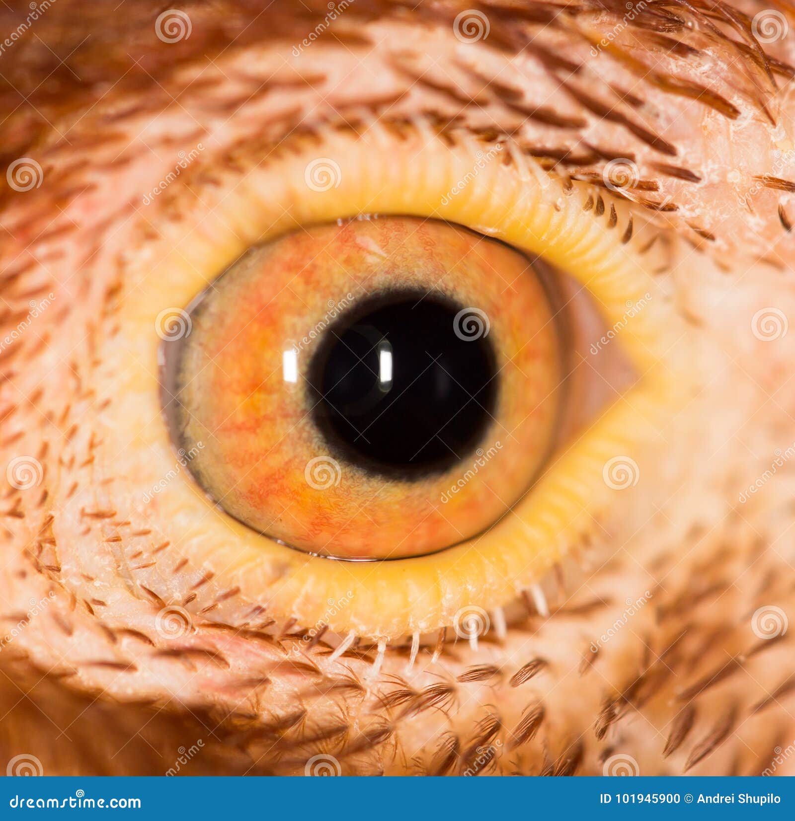 Primer del ojo del pollo foto de archivo. Imagen de cubo - 101945900