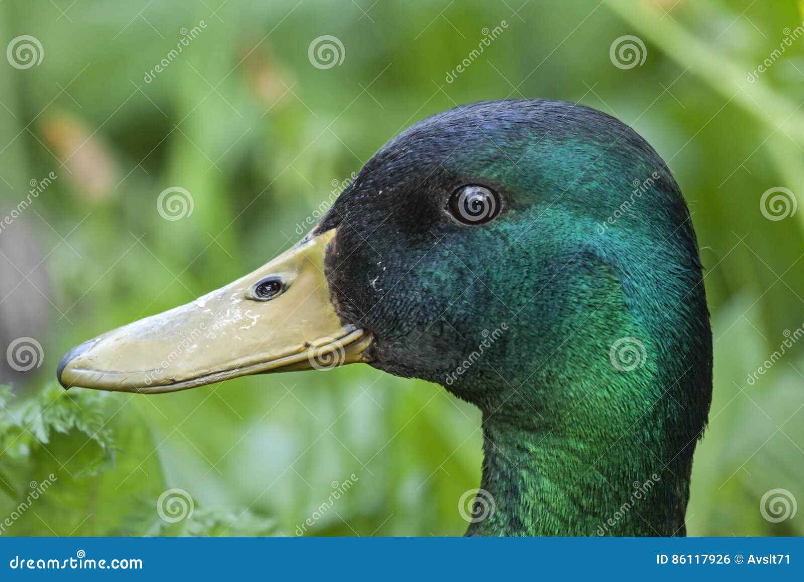 Primer Del Pato Macho Hermoso Foto de archivo - Imagen de agua, parque ...