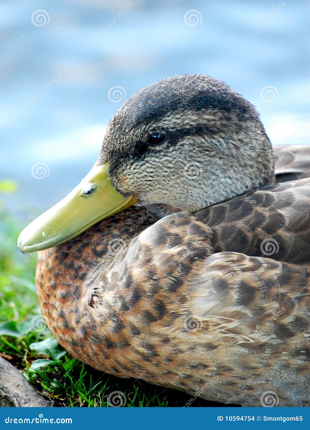 Primer del pato negro foto de archivo. Imagen de contemplar - 10594754