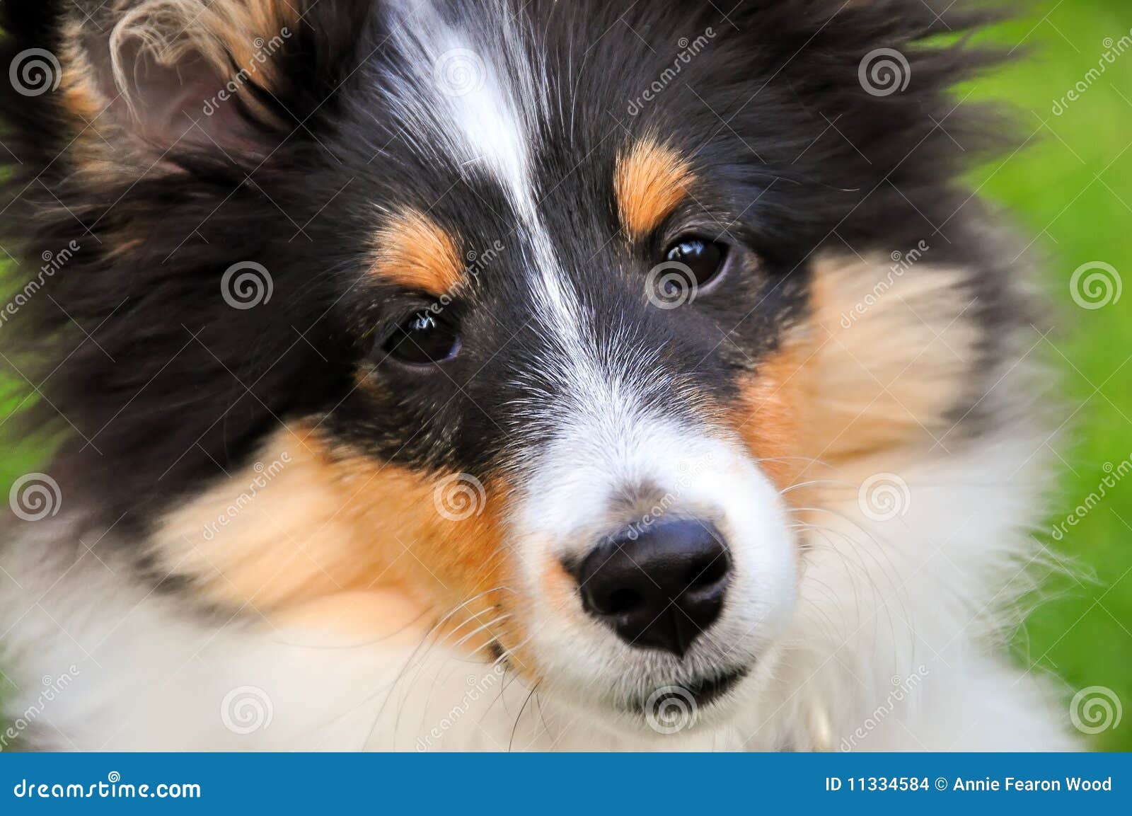 Primer Del Perrito Del Perro Pastor De Shetland Foto de archivo ...