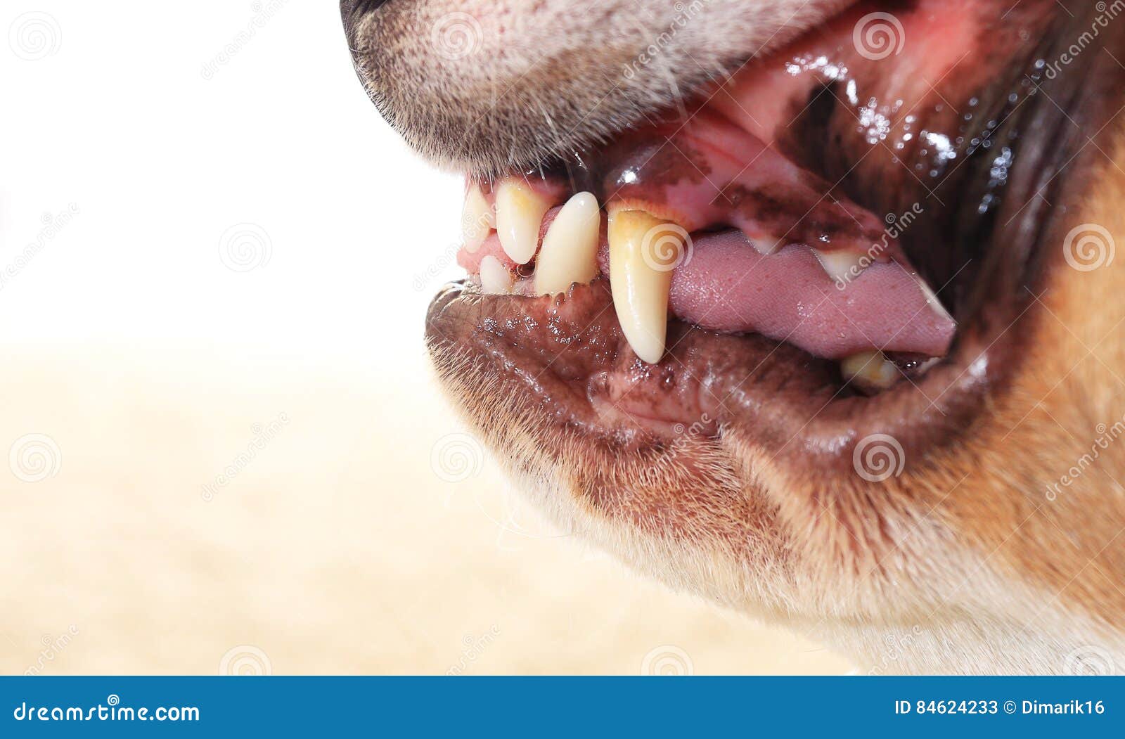 Primer Del Perro De Los Colmillos Imagen de archivo - Imagen de lindo ...