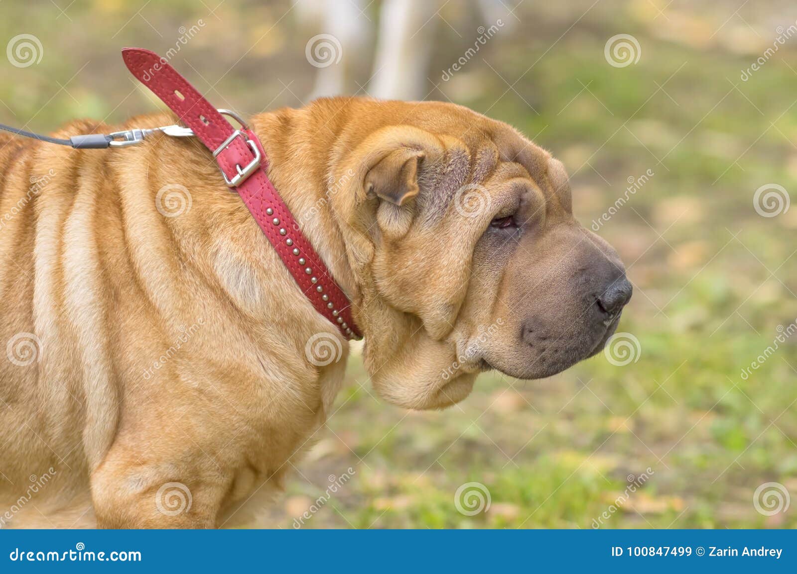 Primer Del Perro De Sharpei Imagen de archivo - Imagen de suave ...