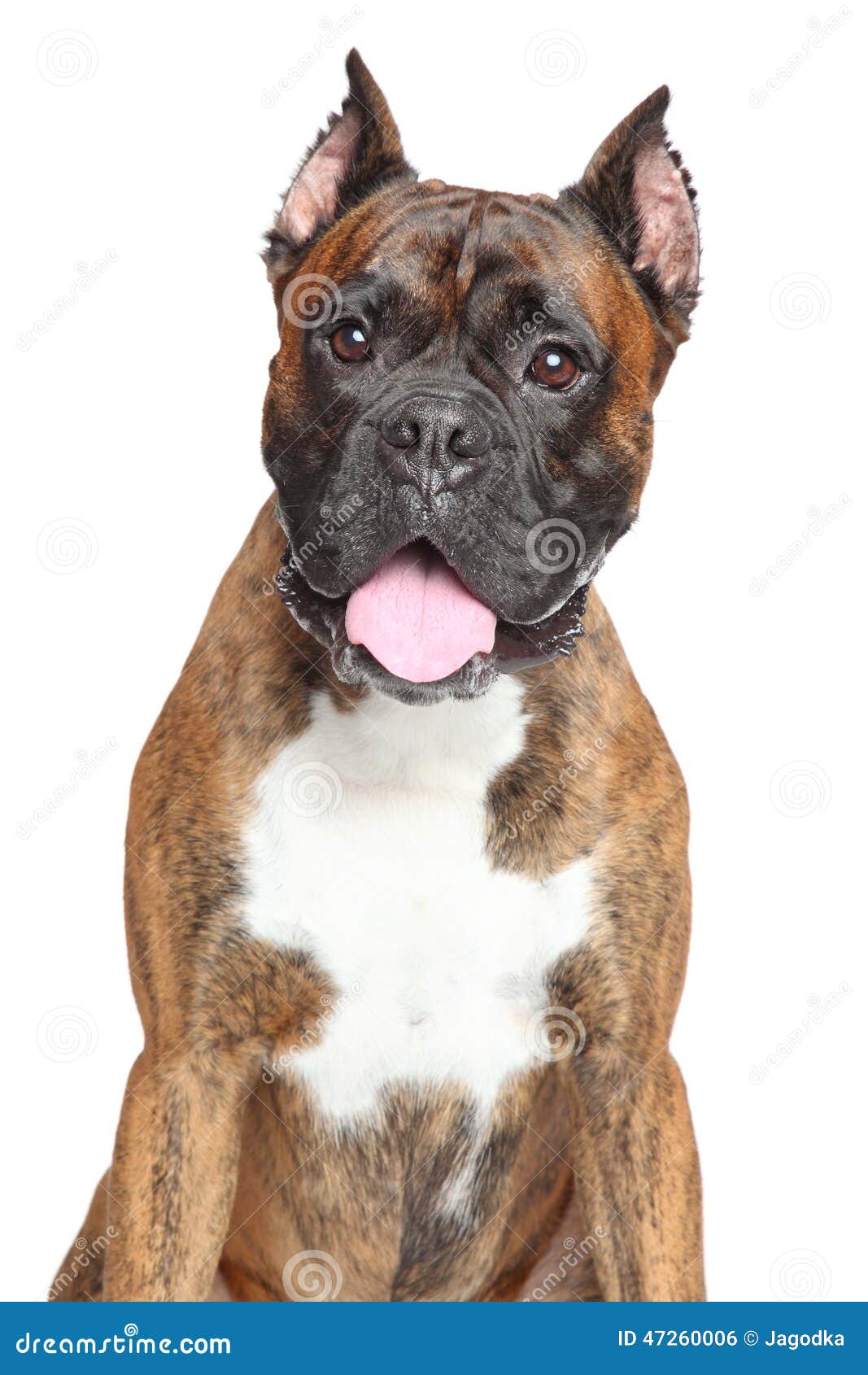 Primer Del Perro Del Boxeador Foto de archivo - Imagen de boxeador ...