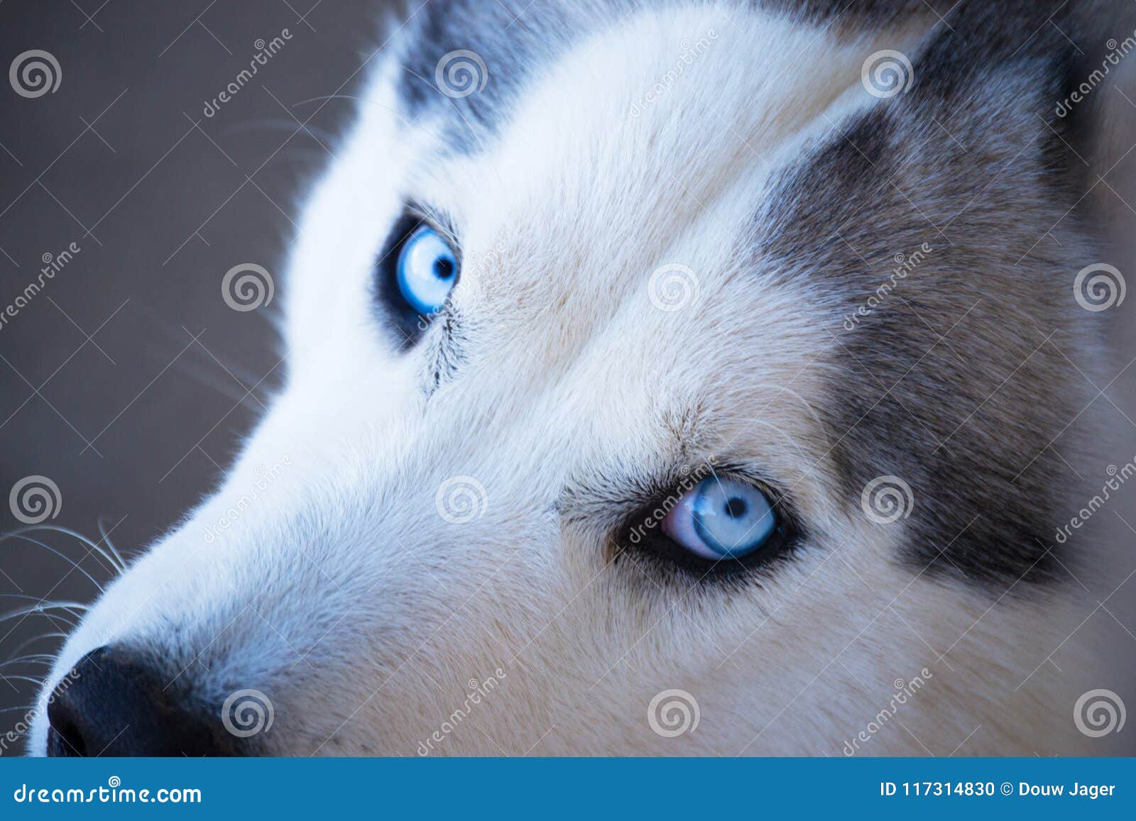 Primer Del Perro Esquimal Tranquilo Foto de archivo - Imagen de mascota ...